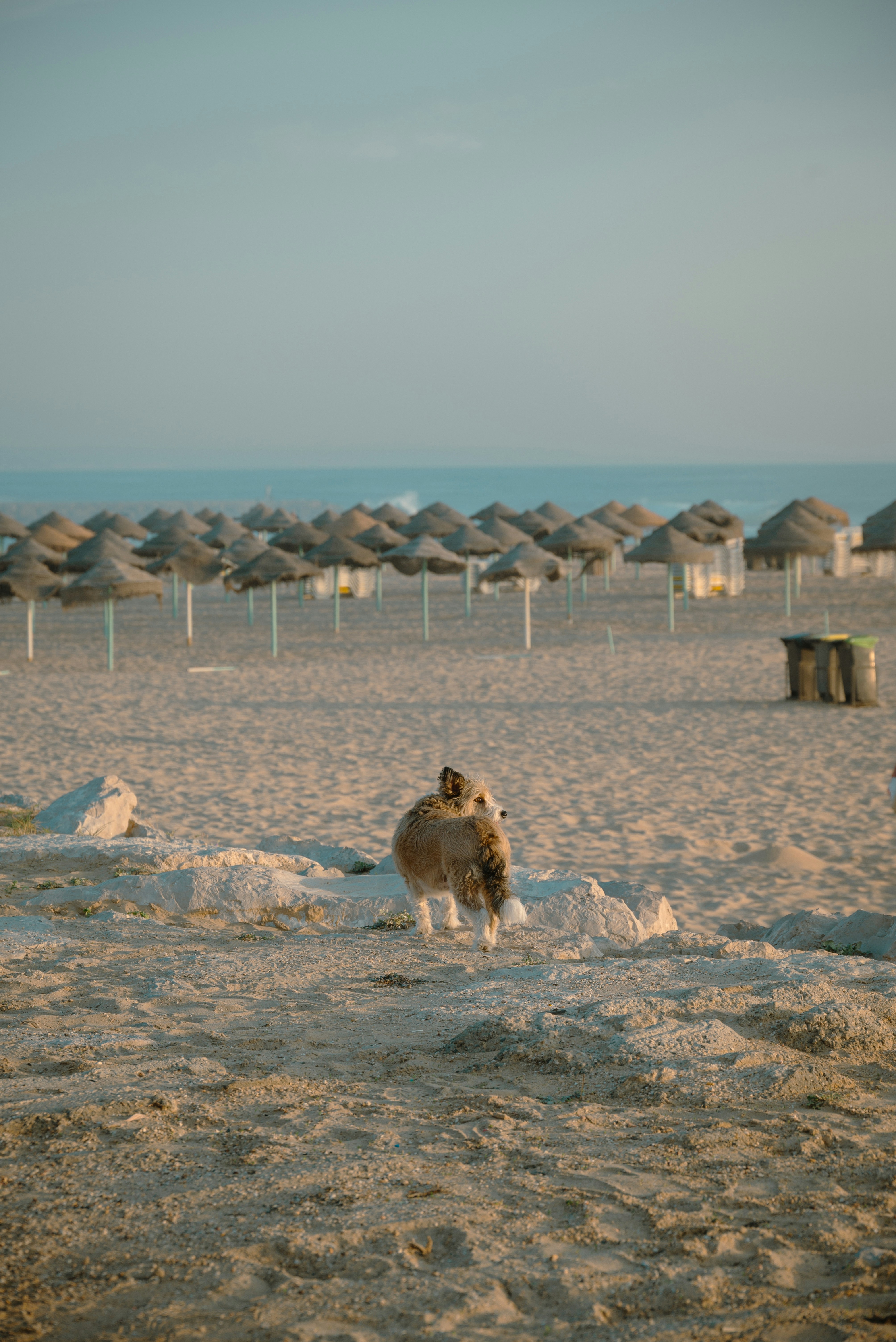 Coastal Wanderer: a fluffy dog on a sunlit beach lined with thatched umbrellas