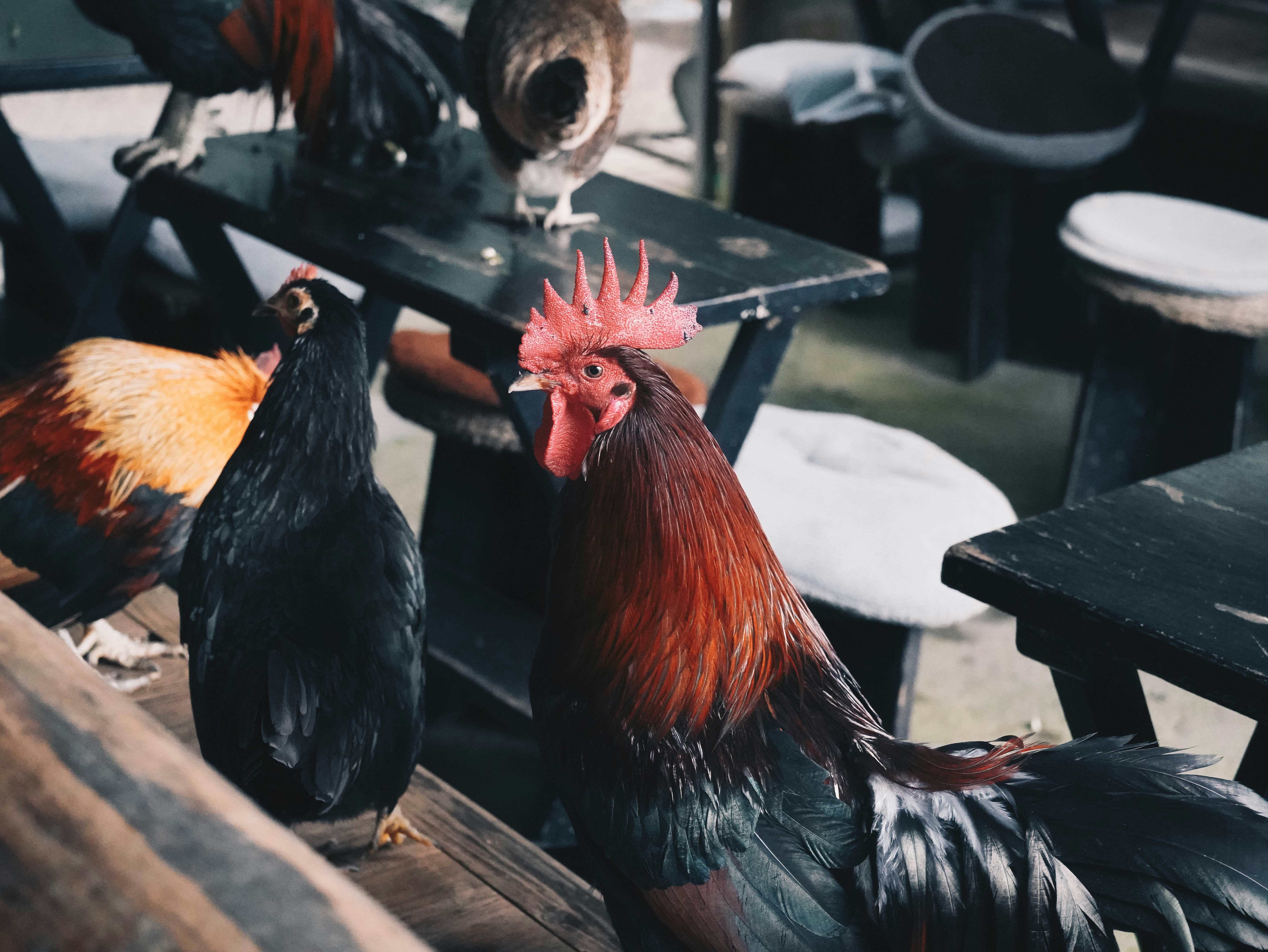 Crimson Crest Above Weathered Wood: Roosters in a Rustic Farmyard