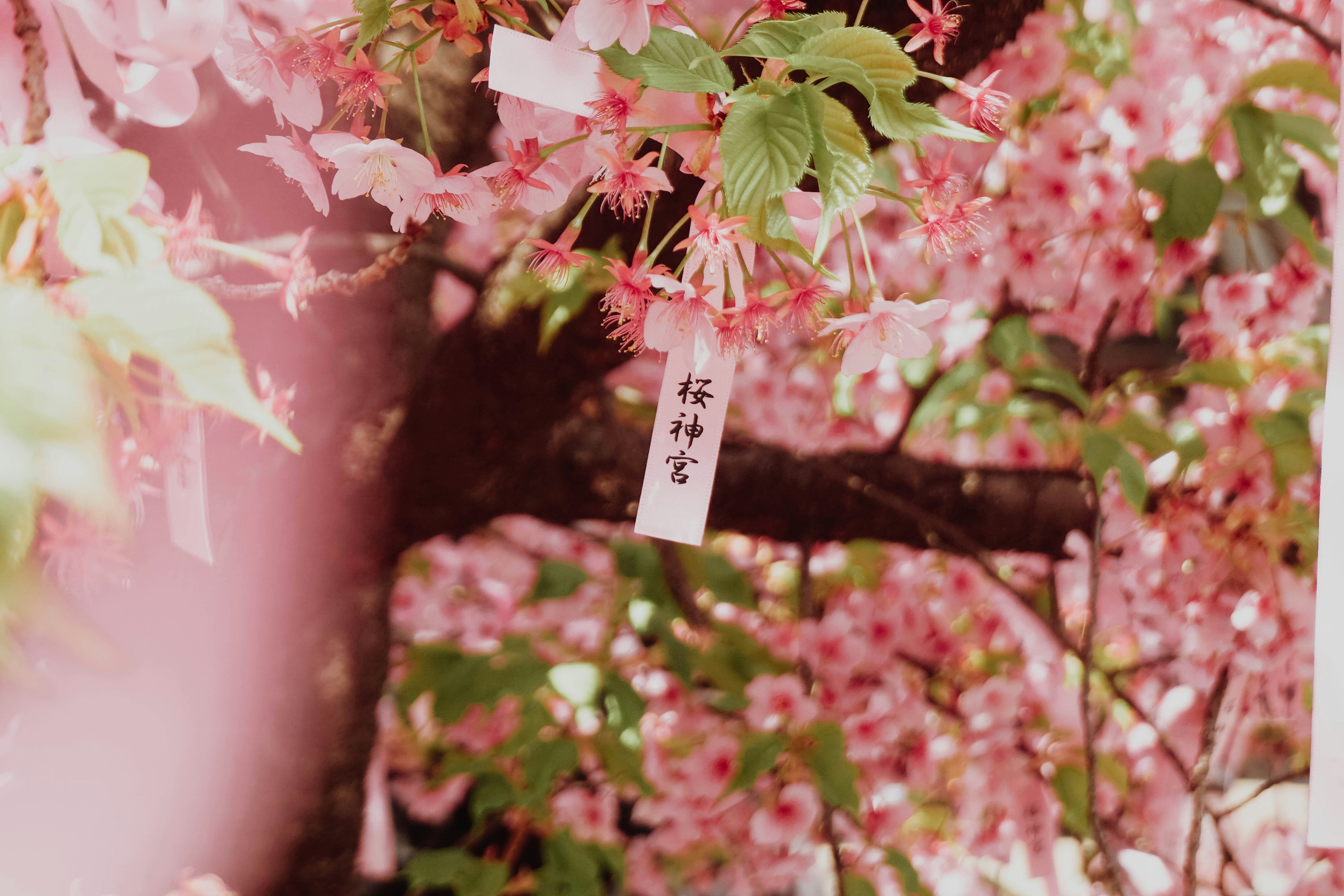 Tag in the Petal Sea: A Quiet Moment Amid Sakura Blooms