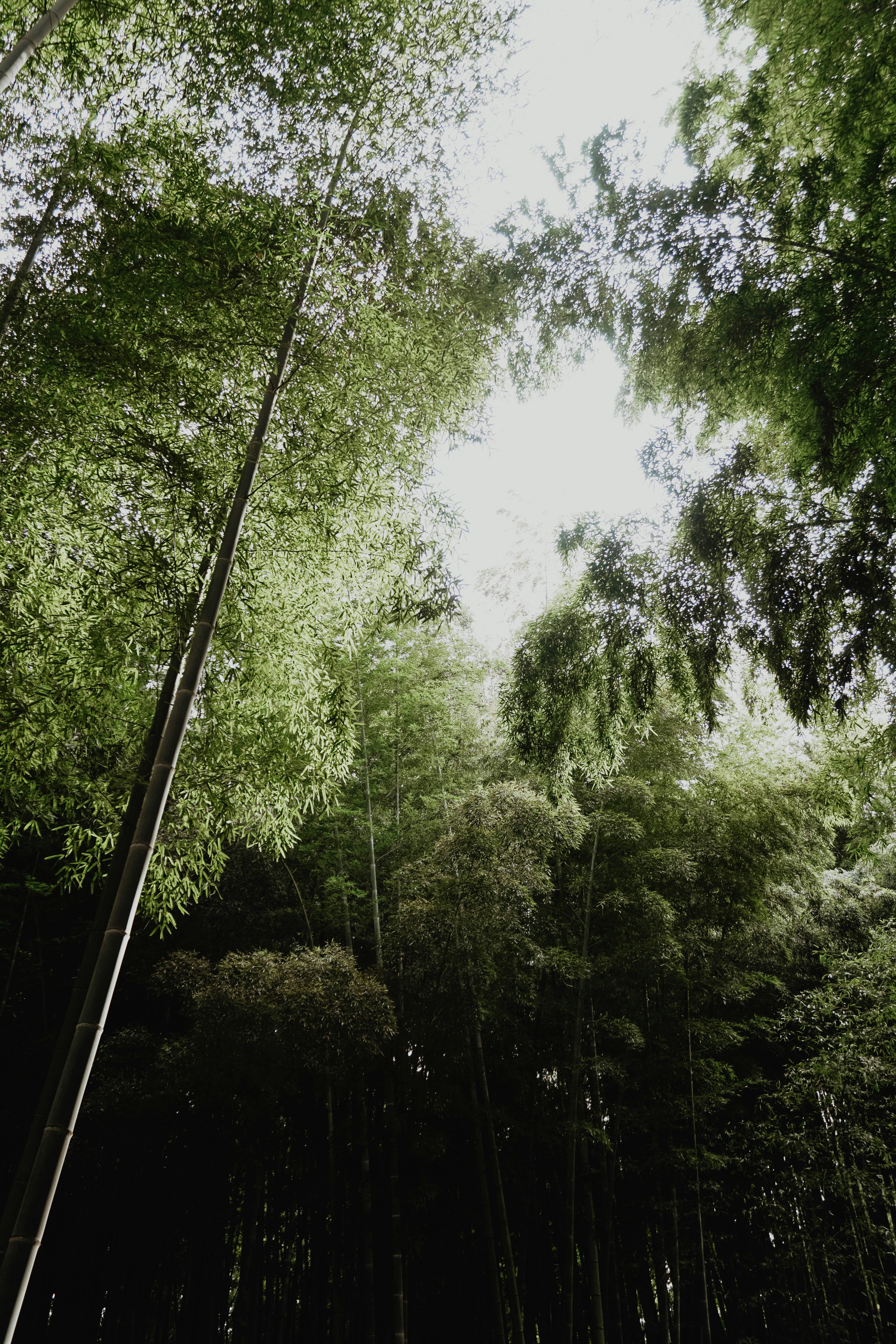 Skyward Bamboo Cathedral: Sunlit Gaps in a Verdant Roof