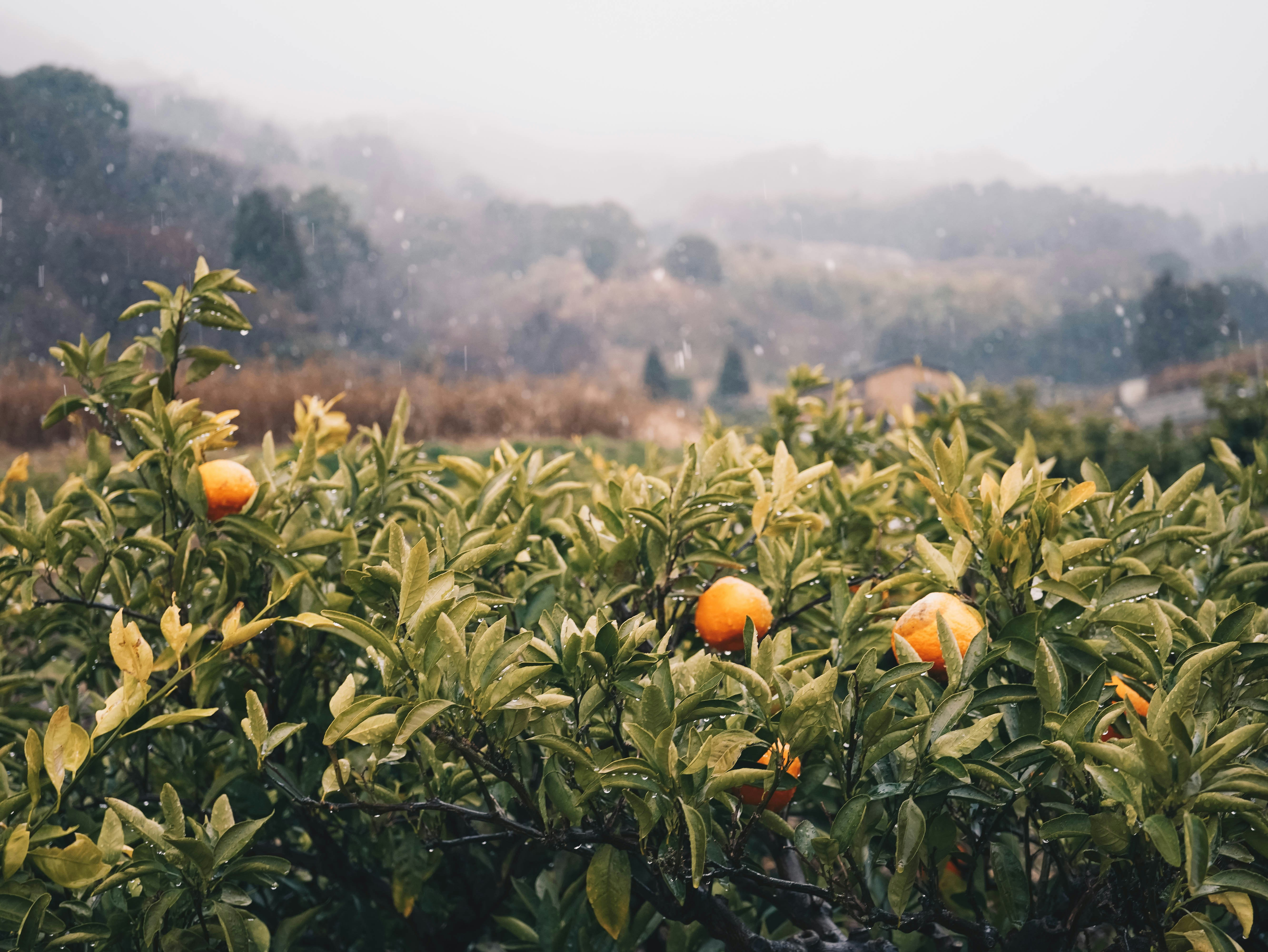 Oranges growing on a tree in the rain photo – Free Nara Image on Unsplash
