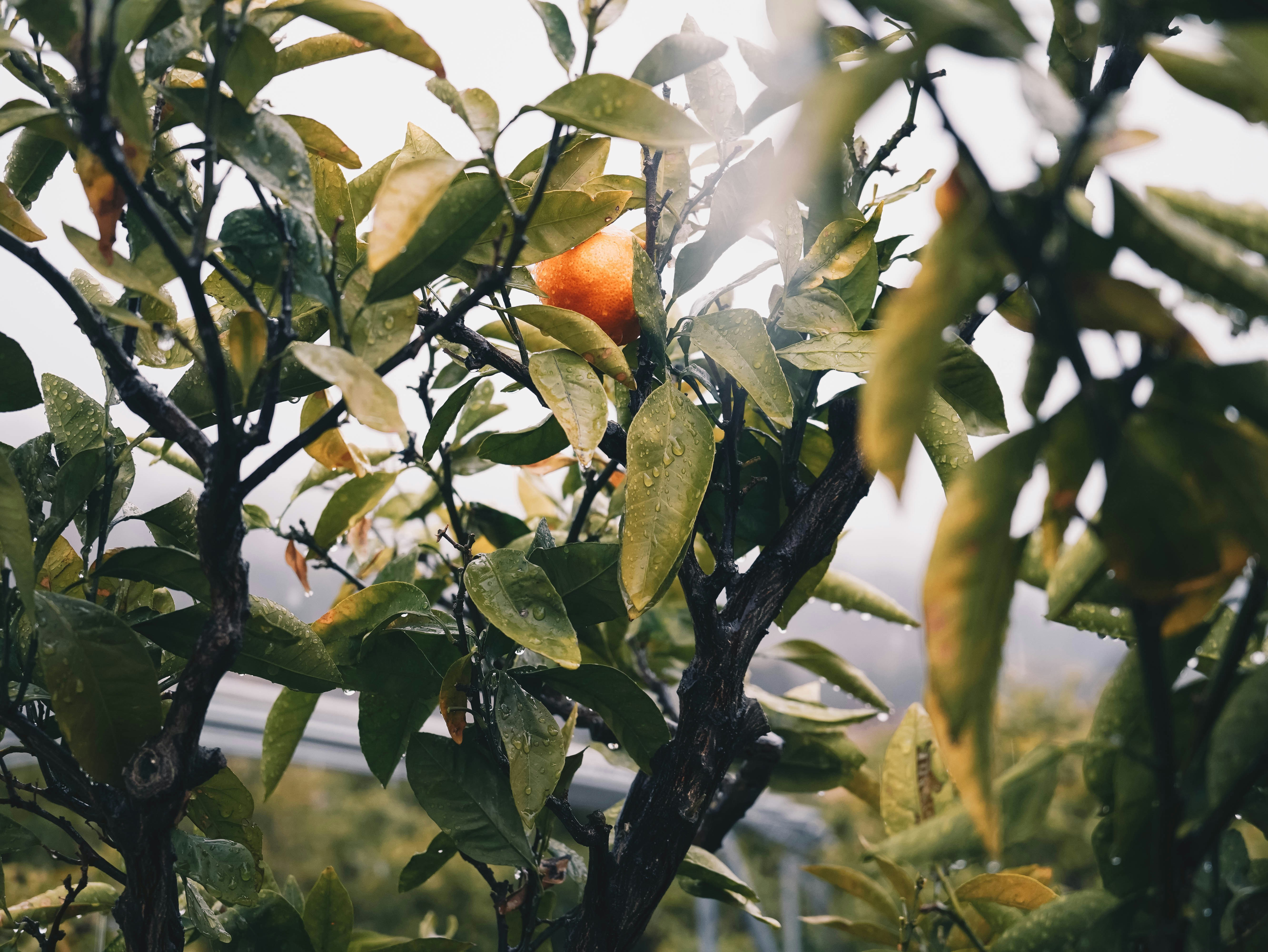 Between Leaves: A Quiet Orchard Glimpse