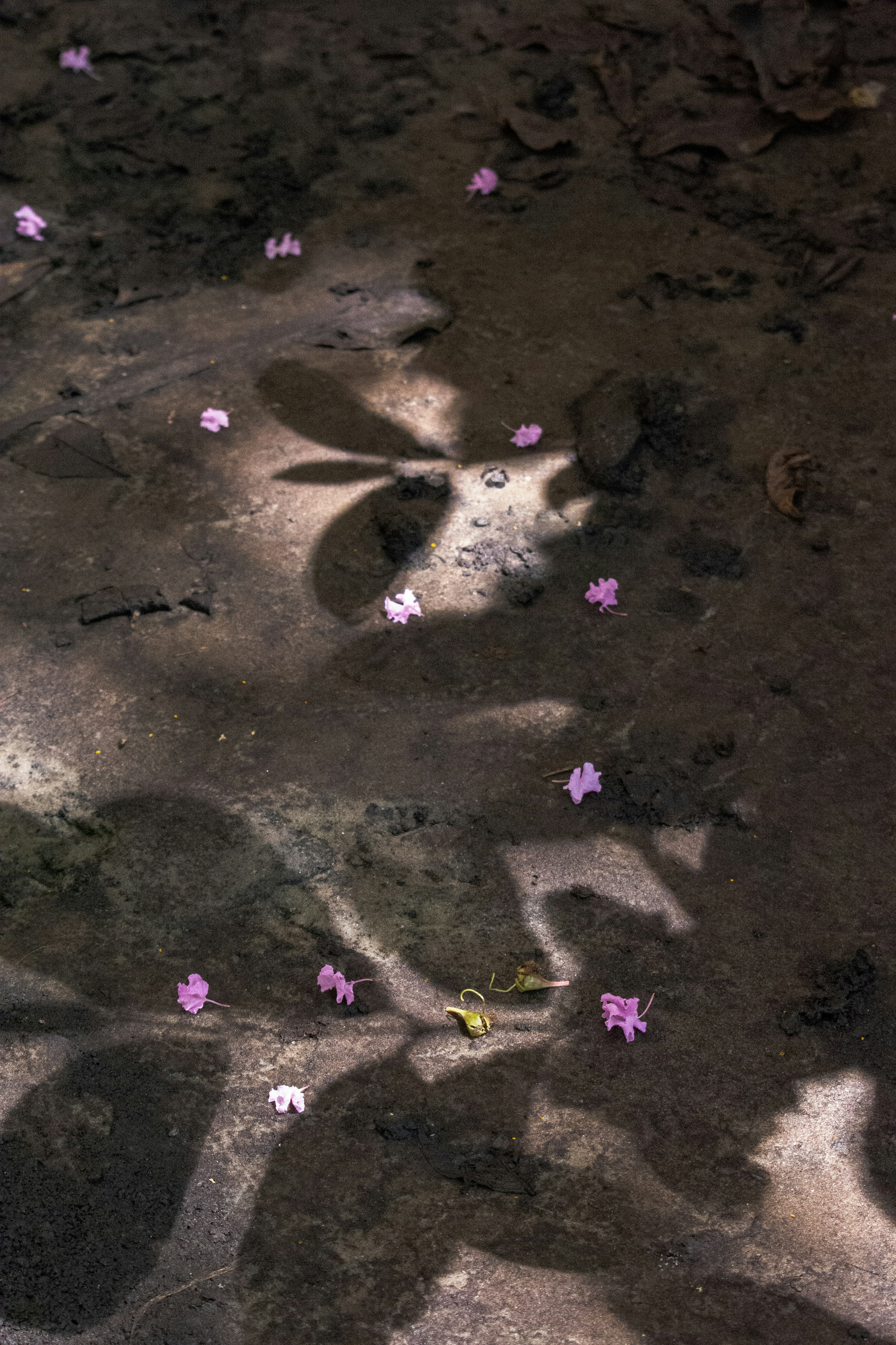 Five-Petal Shadow: Pink Petals Scatter Across Quiet Ground