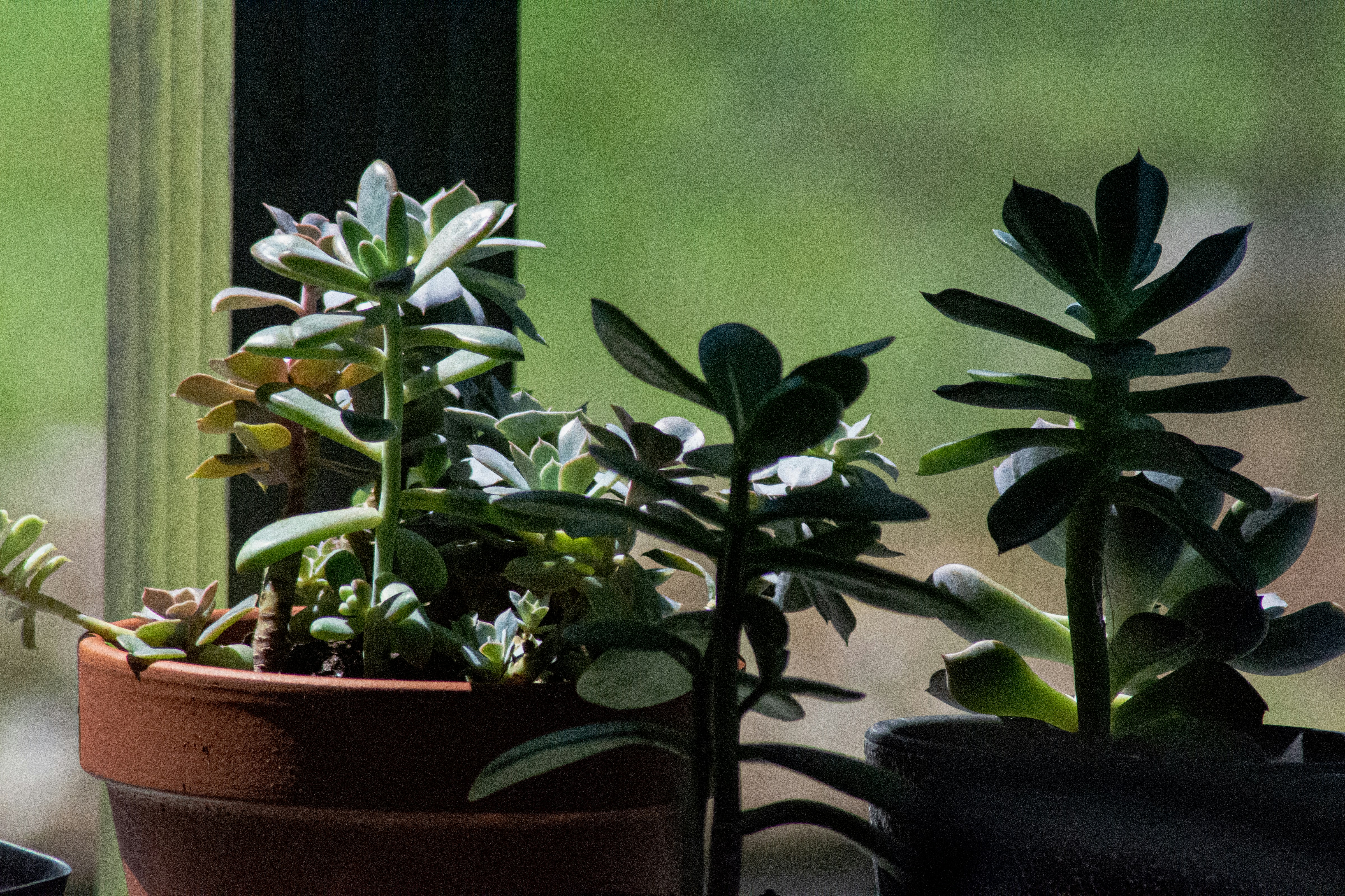 Photo by Chelsey Marques with Nikon D7100