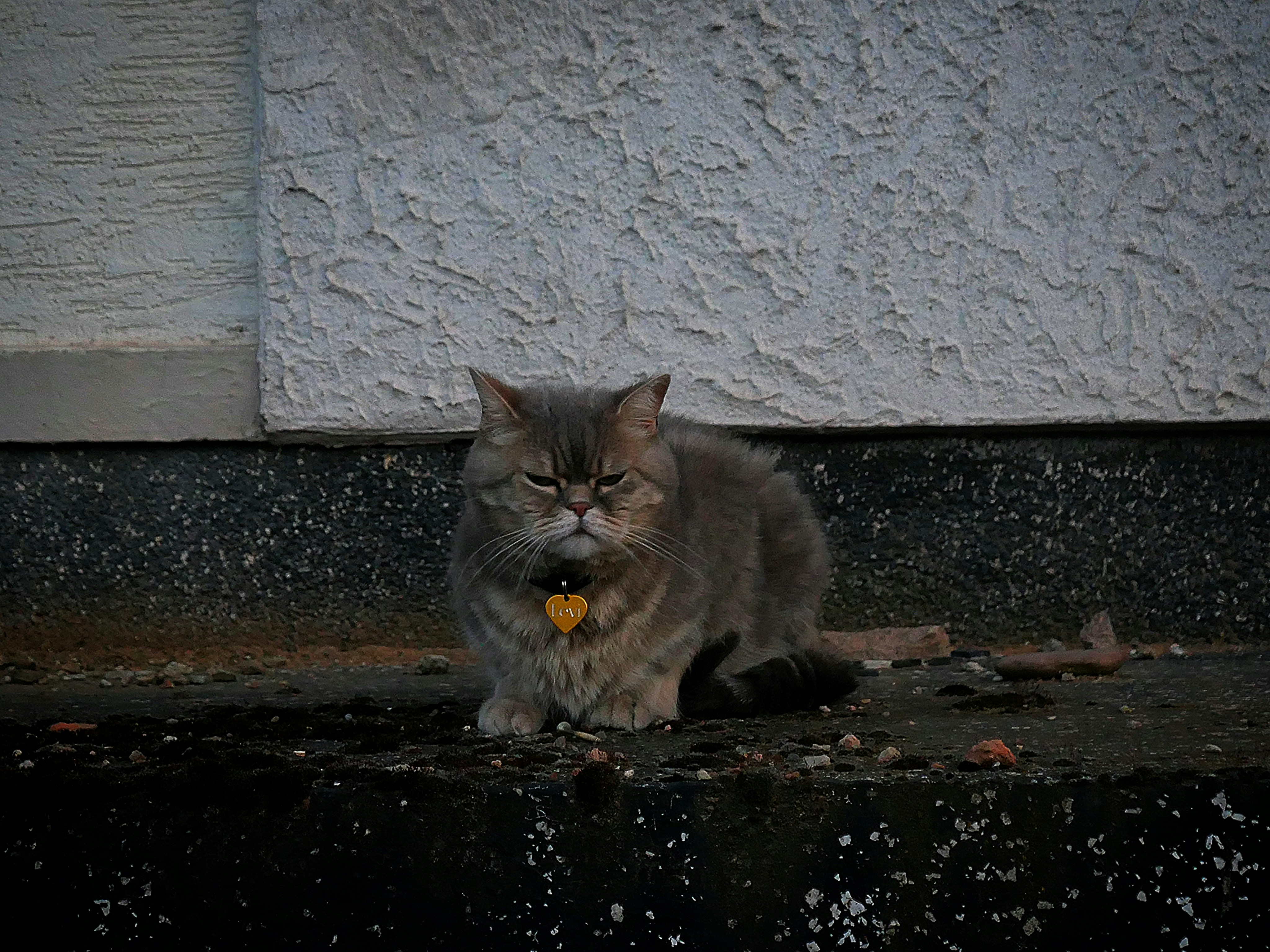 Whiskered Guardian of the Shadows