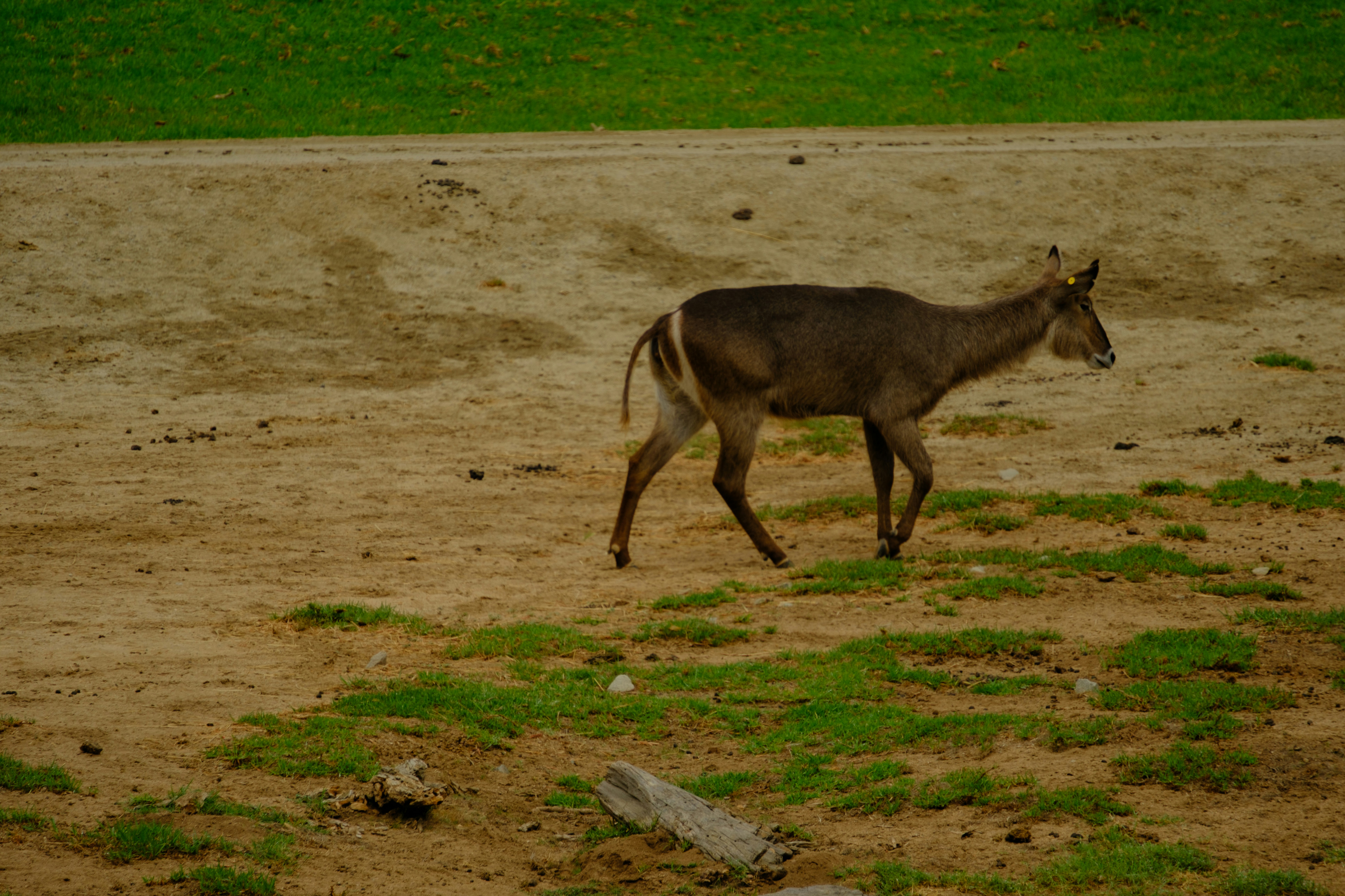 Dusty Patch Stroll: A Lone Donkey in Parched Terrain