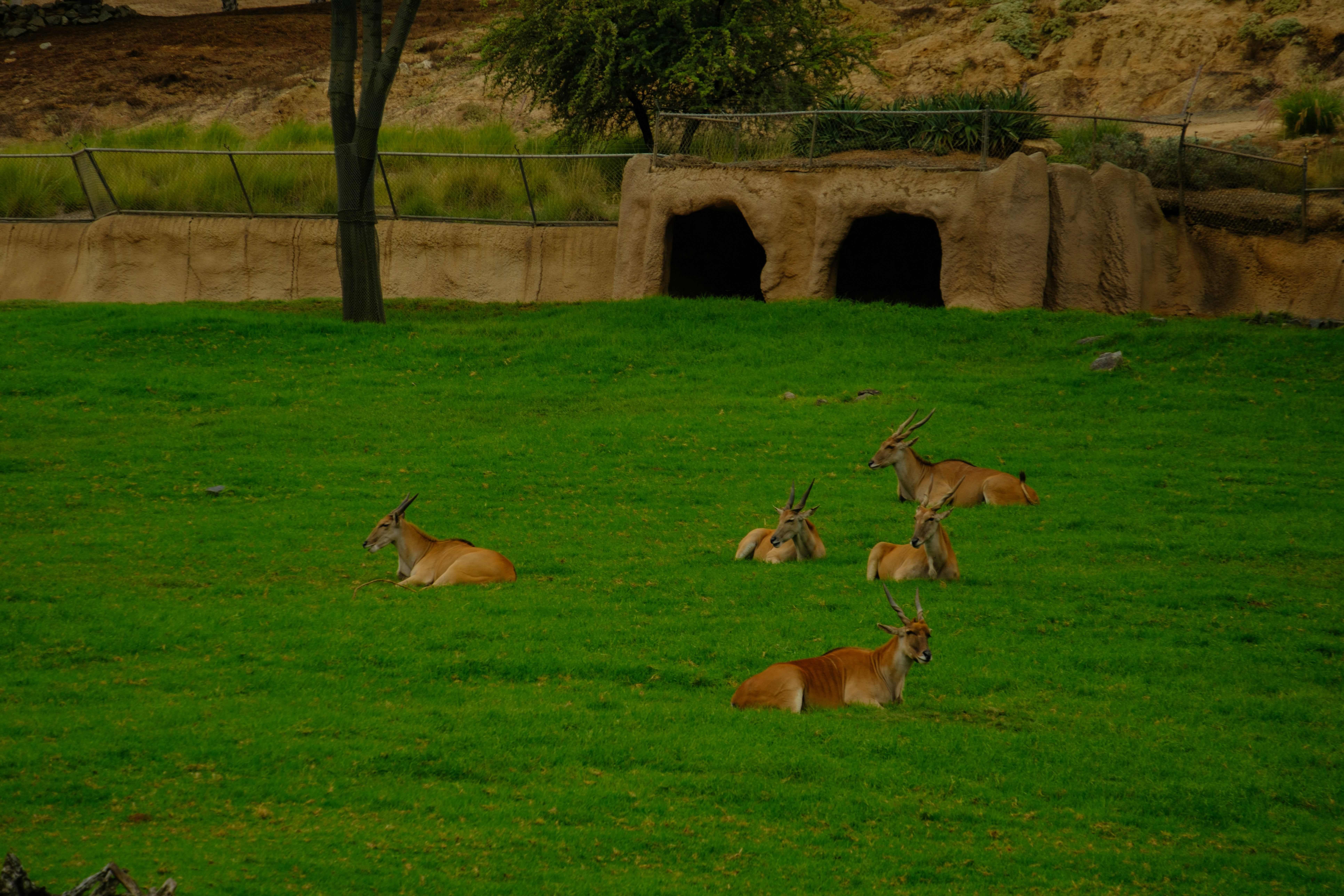 Hushed Herd on a Velvet Green Field Beneath Clay Arches