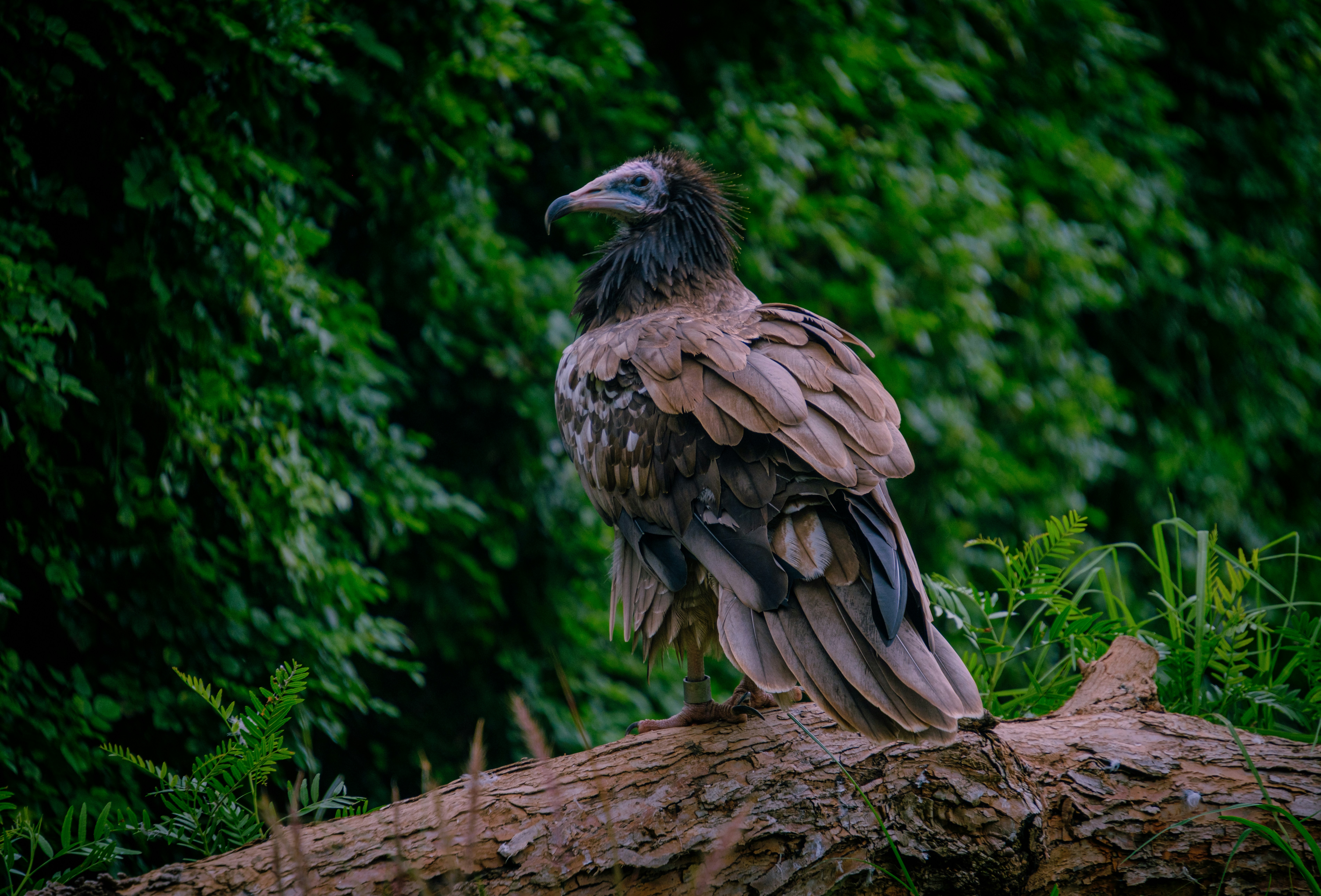 Ember-Feathered Sentinel: A Vulture Perched on a Weathered Log Amid Emerald Underbrush