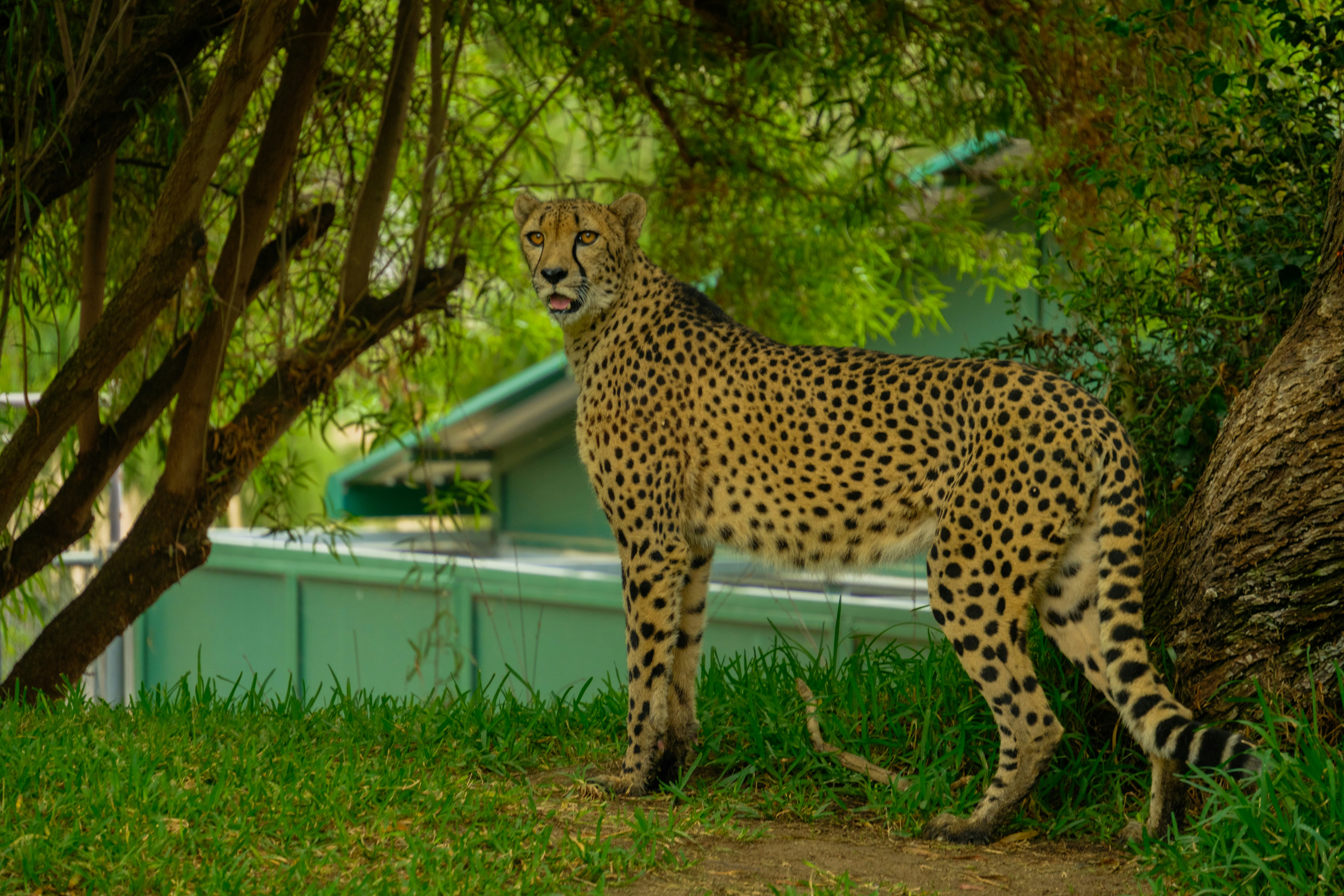 Silent Sentinel: A cheetah surveys the sunlit enclosure
