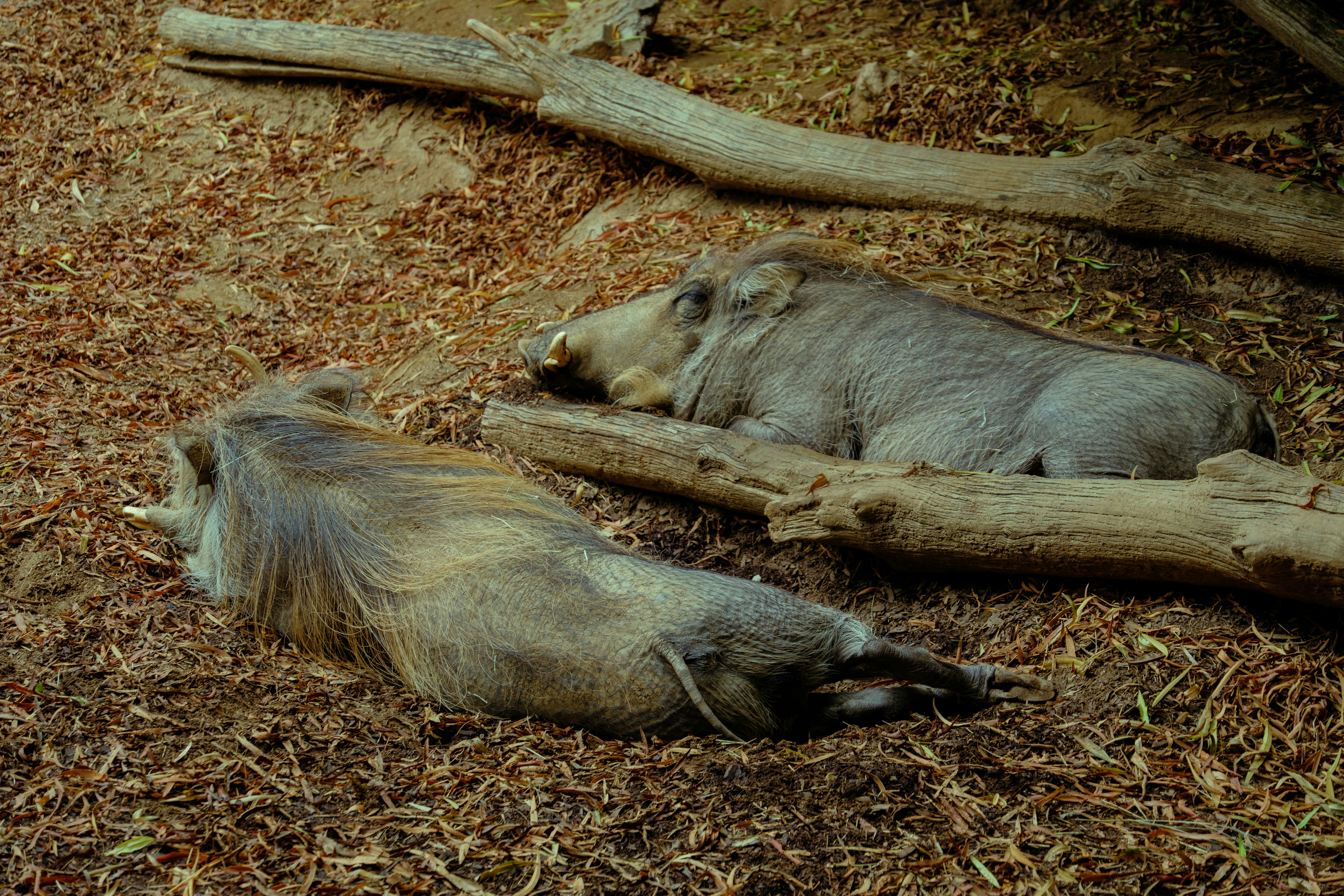 Driftwood Slumber: Two Wild Boars Resting in a Leafy Clearing