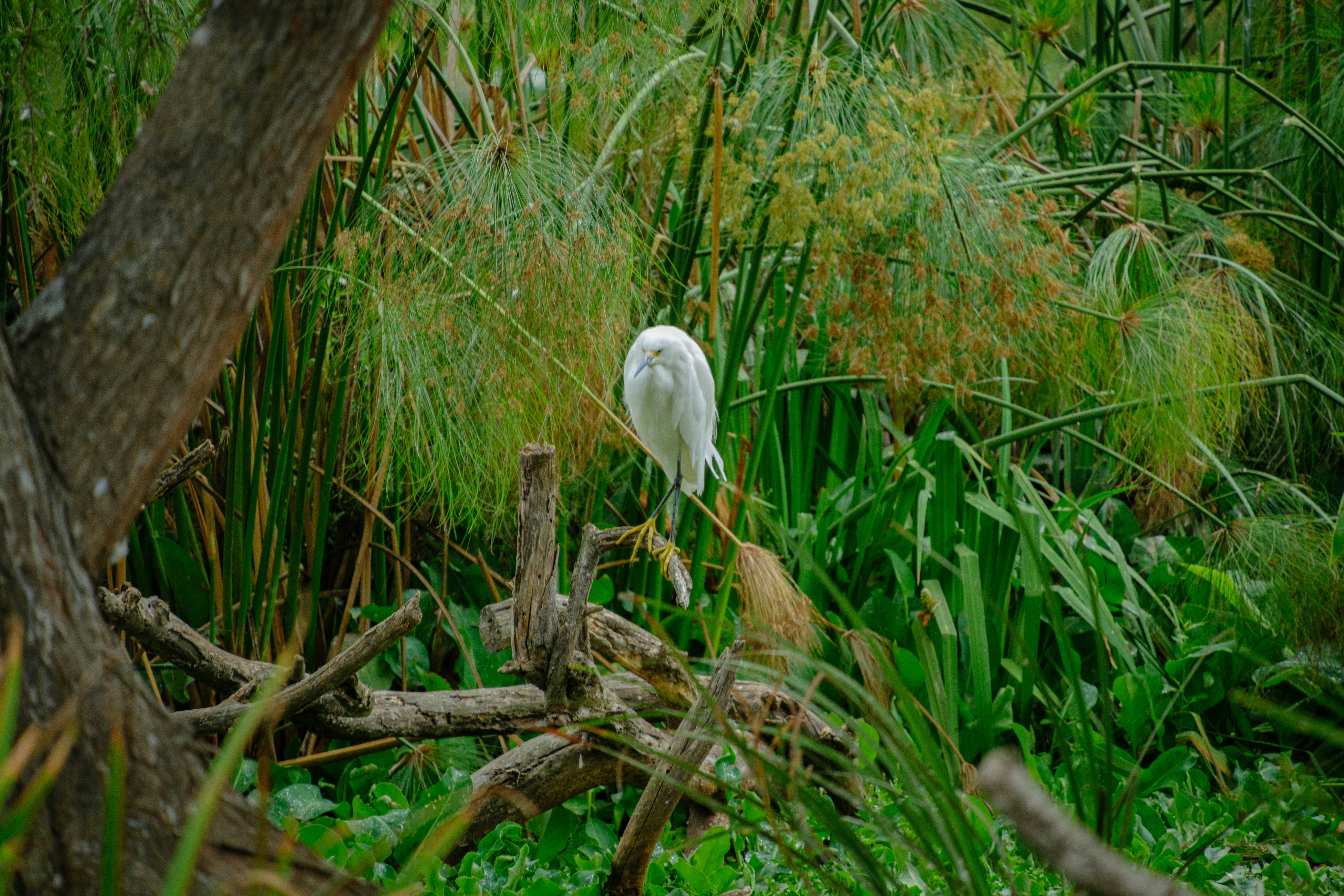 Silent Egret on Driftwood: A Moment of Stillness in the Green Marsh