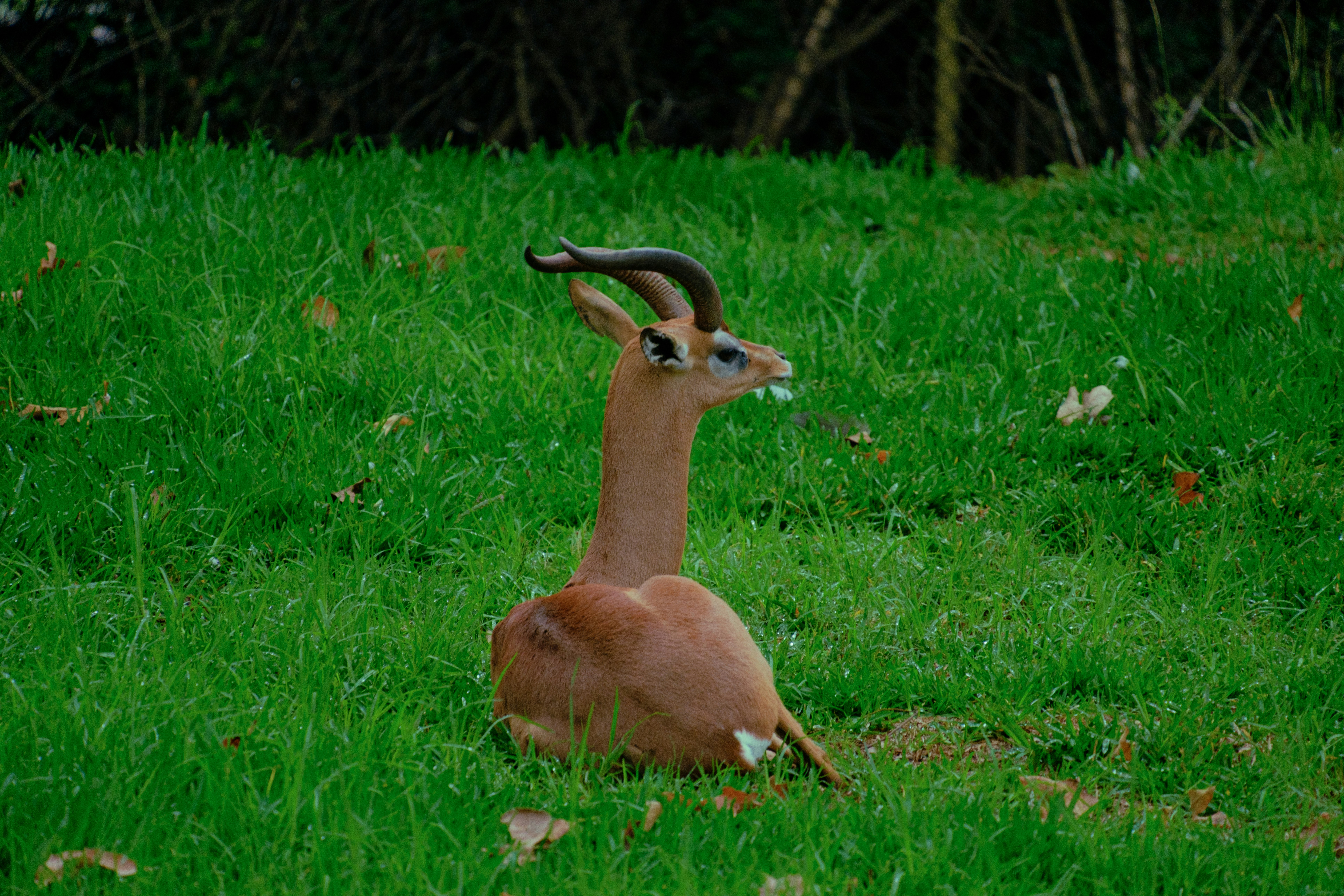 Graceful Antelope at Dusk: A Lone Gazelle Repose in Green Meadow
