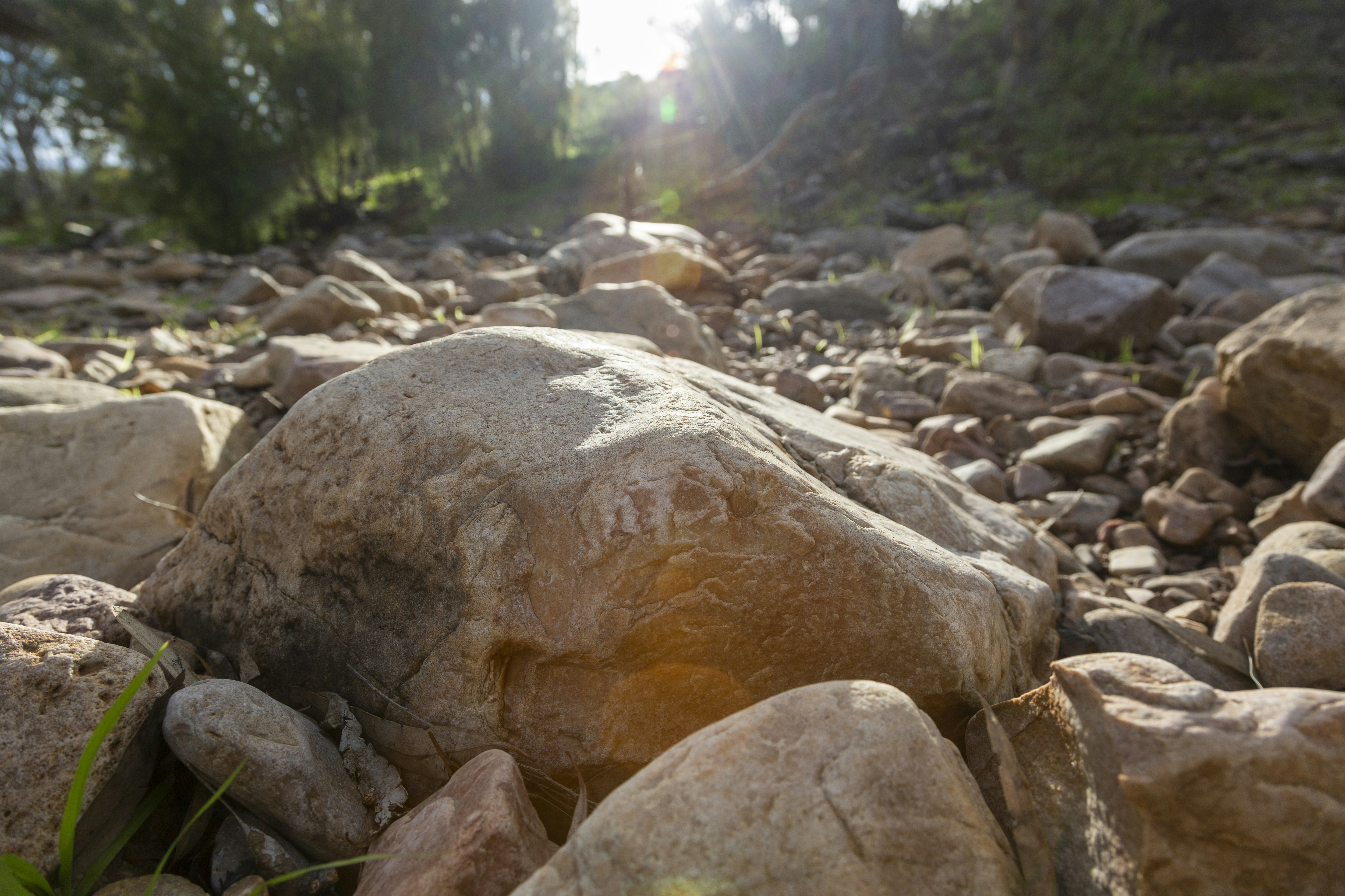 Sunlit Goliath on a Pebble Riverbed
