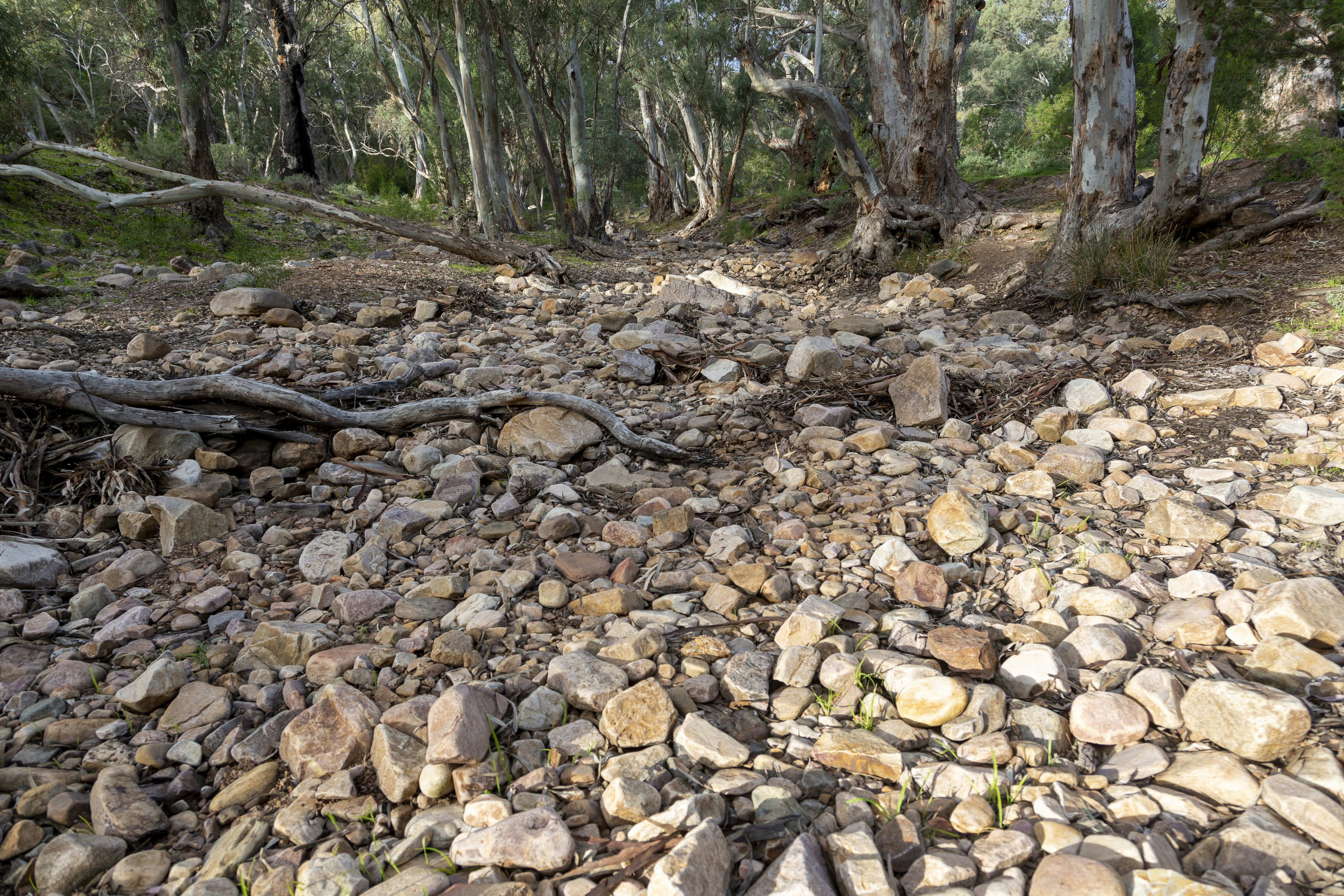 Rugged creek bed: sunlit stones beneath a forest of pines