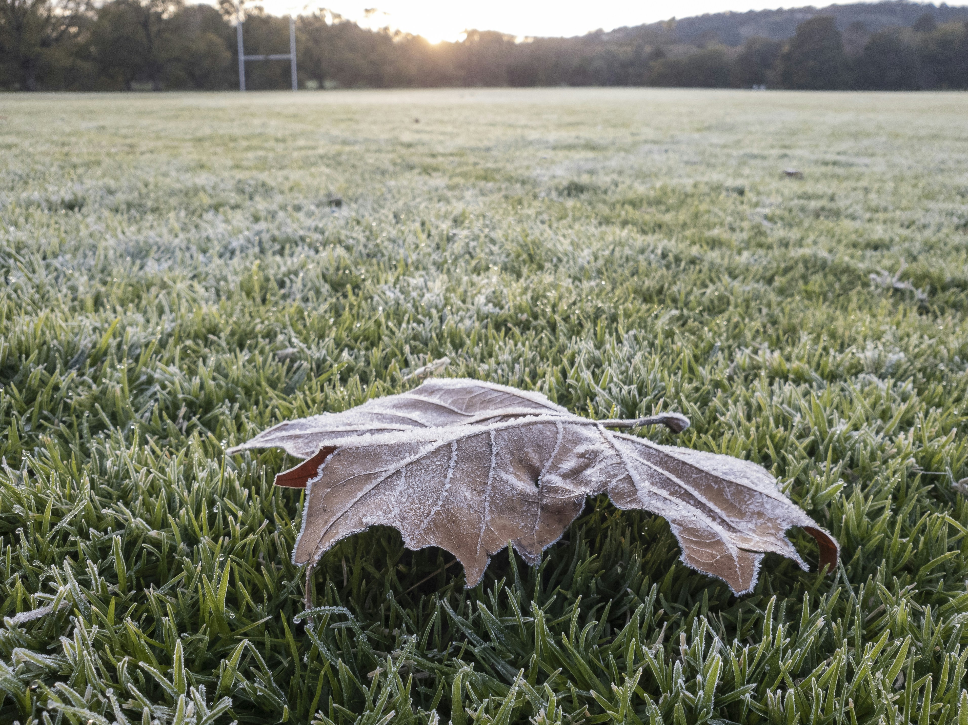 Frosted Leaf on Dew-Kissed Grass at Dawn
