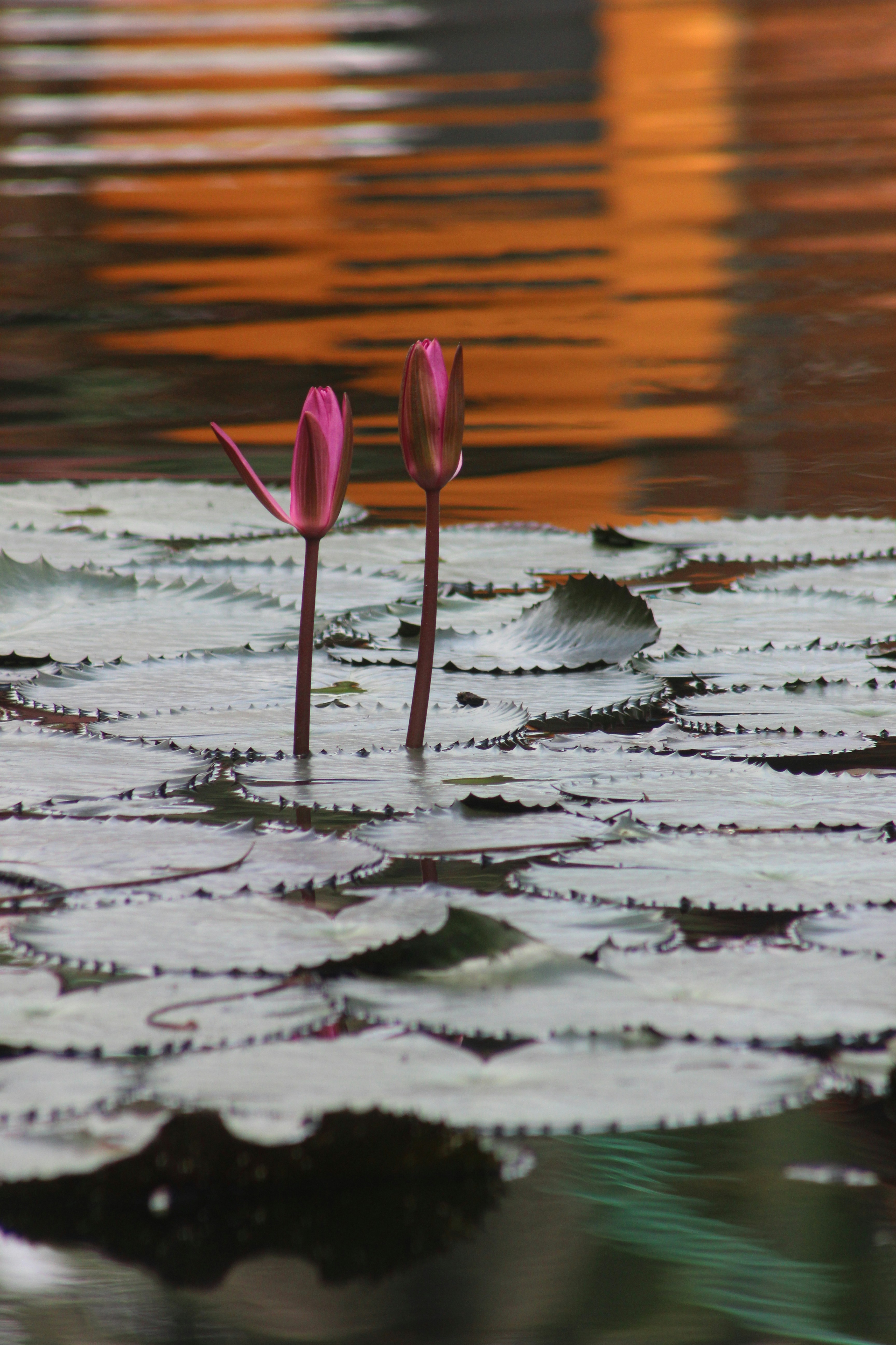 Twin Pink Lotus Buds Rise Over a Sunset-Hued Pond Among Lily Pads