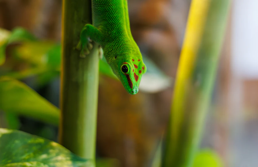 Bright green gecko hanging among blurred tropical stems and leaves, with red markings around its face. The shallow depth of field isolates the reptile against a warm, soft background.