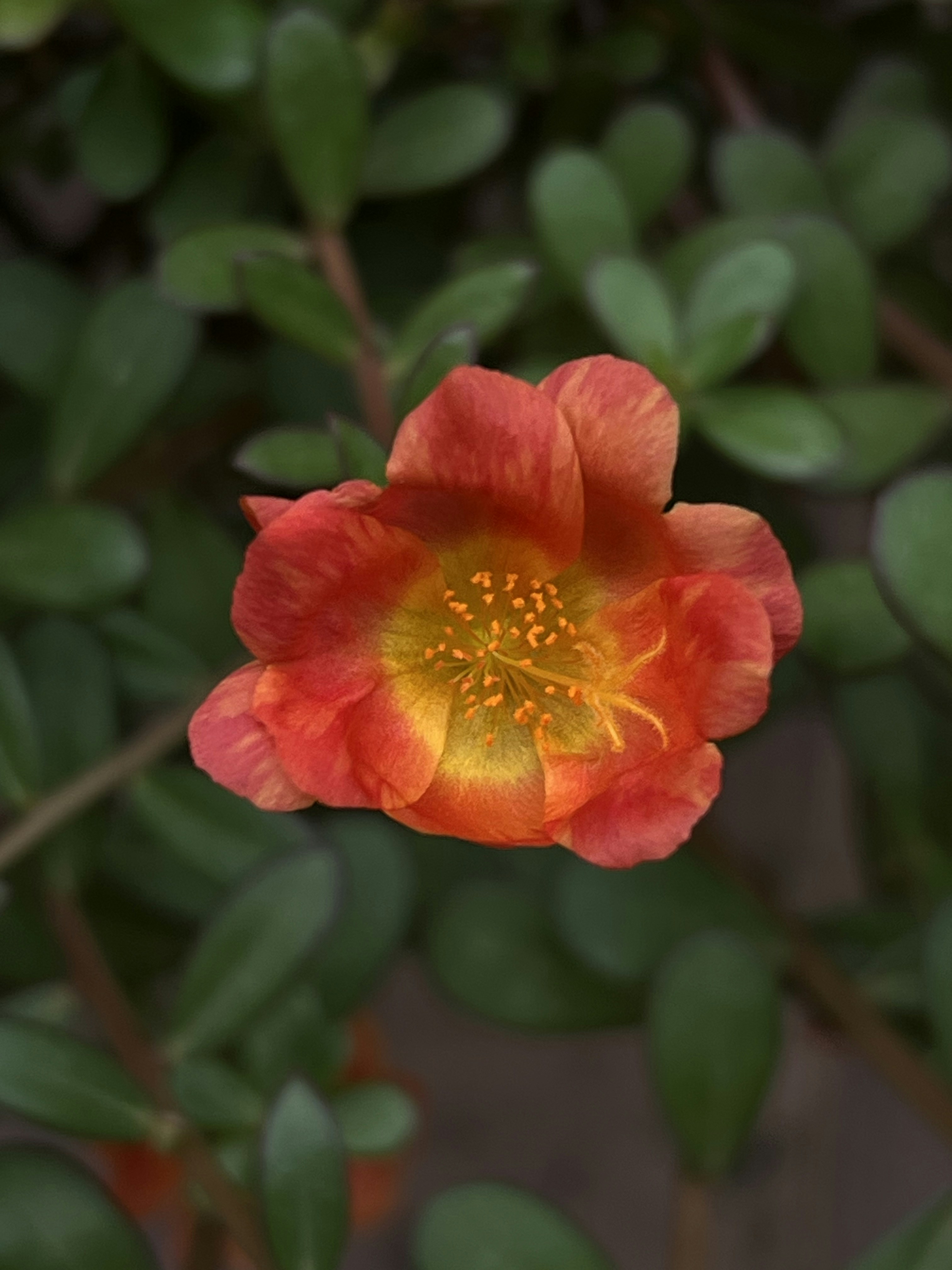 A red and yellow flower with green leaves photo – Free Talegaon dabhade ...