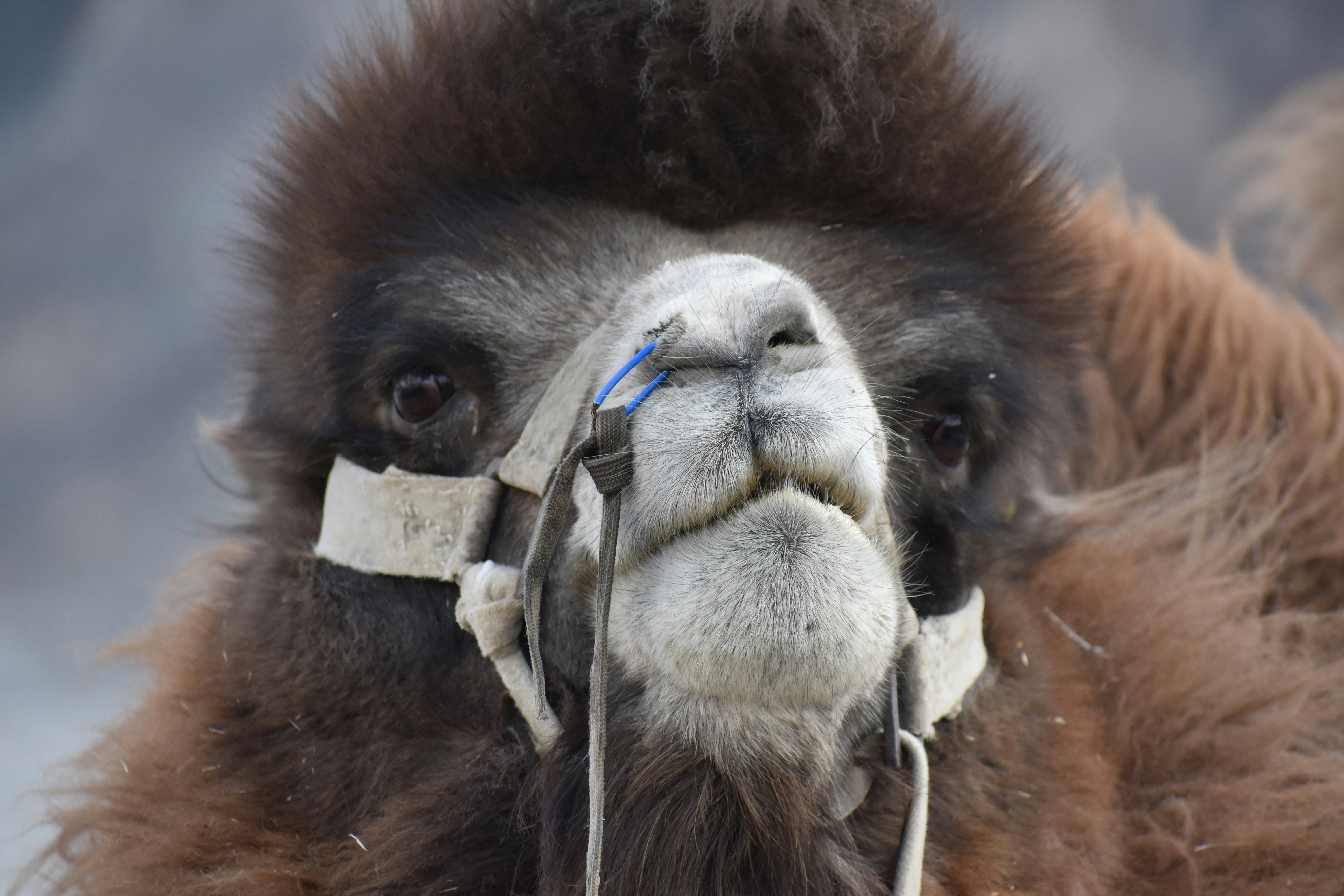 Halters and Fur: Close-Up Portrait of a Camel in Calm Gaze