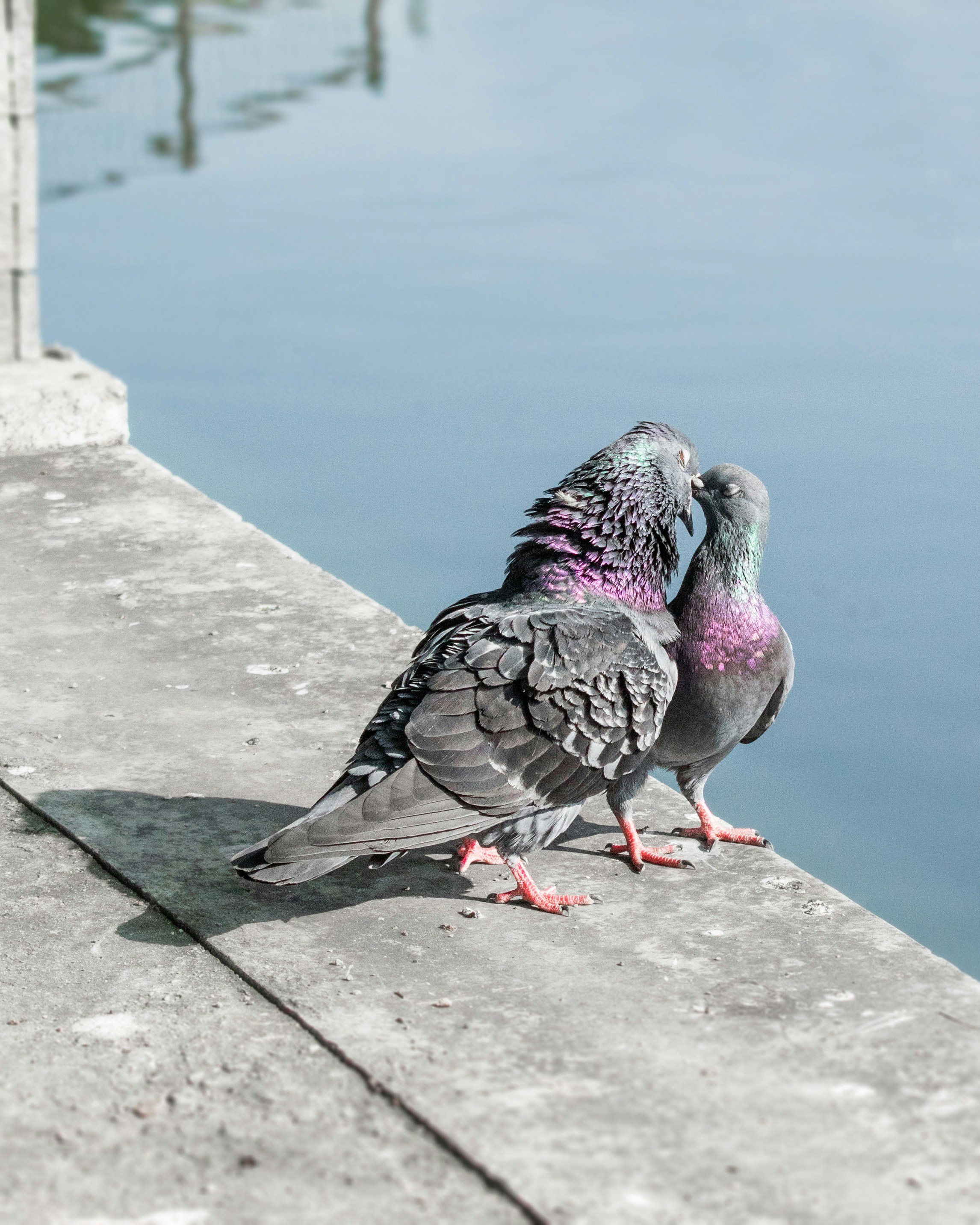 A couple of birds that are standing on a ledge photo – Free Birds Image ...