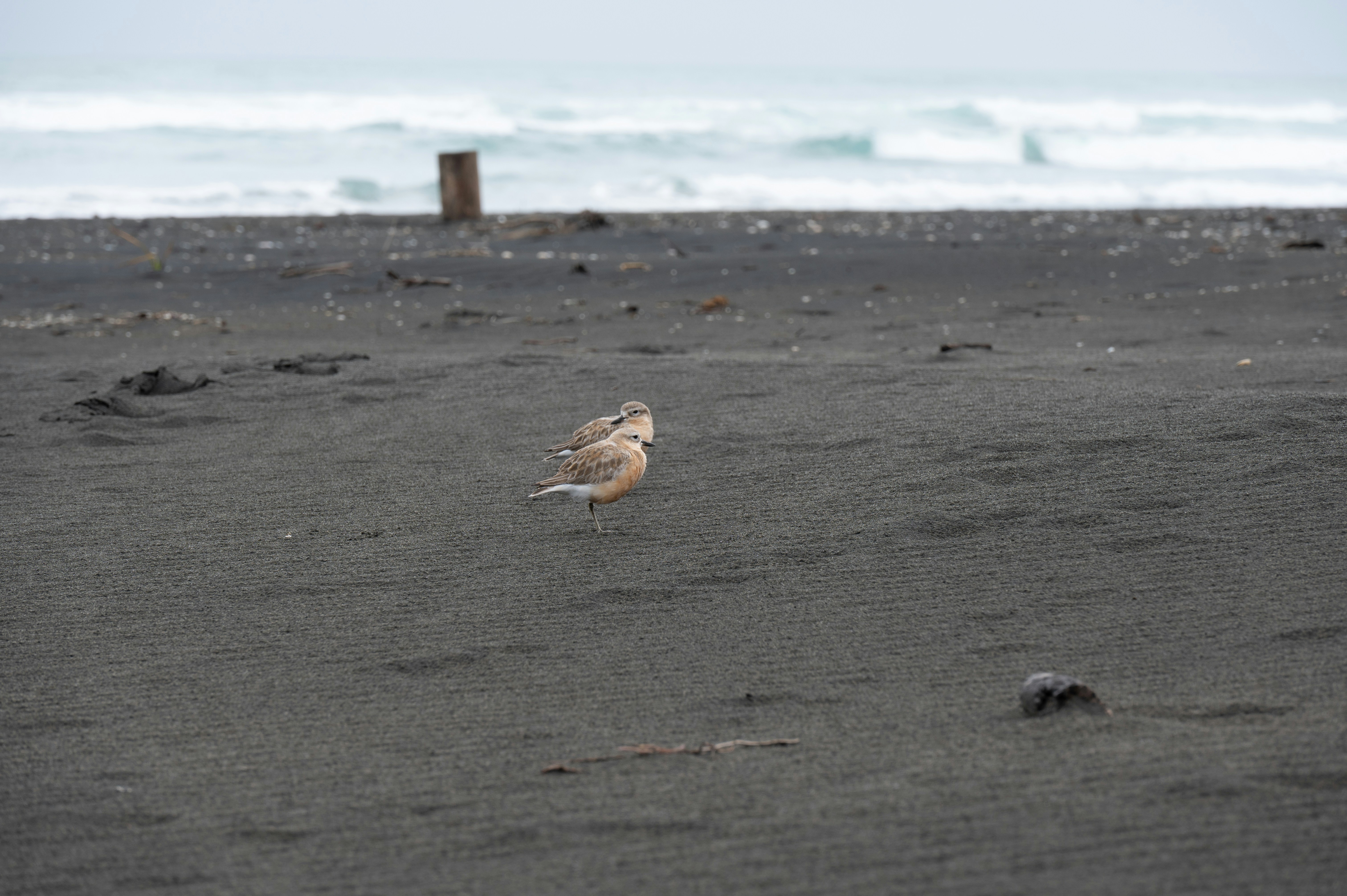 Dotterel pair resting at Piha beach