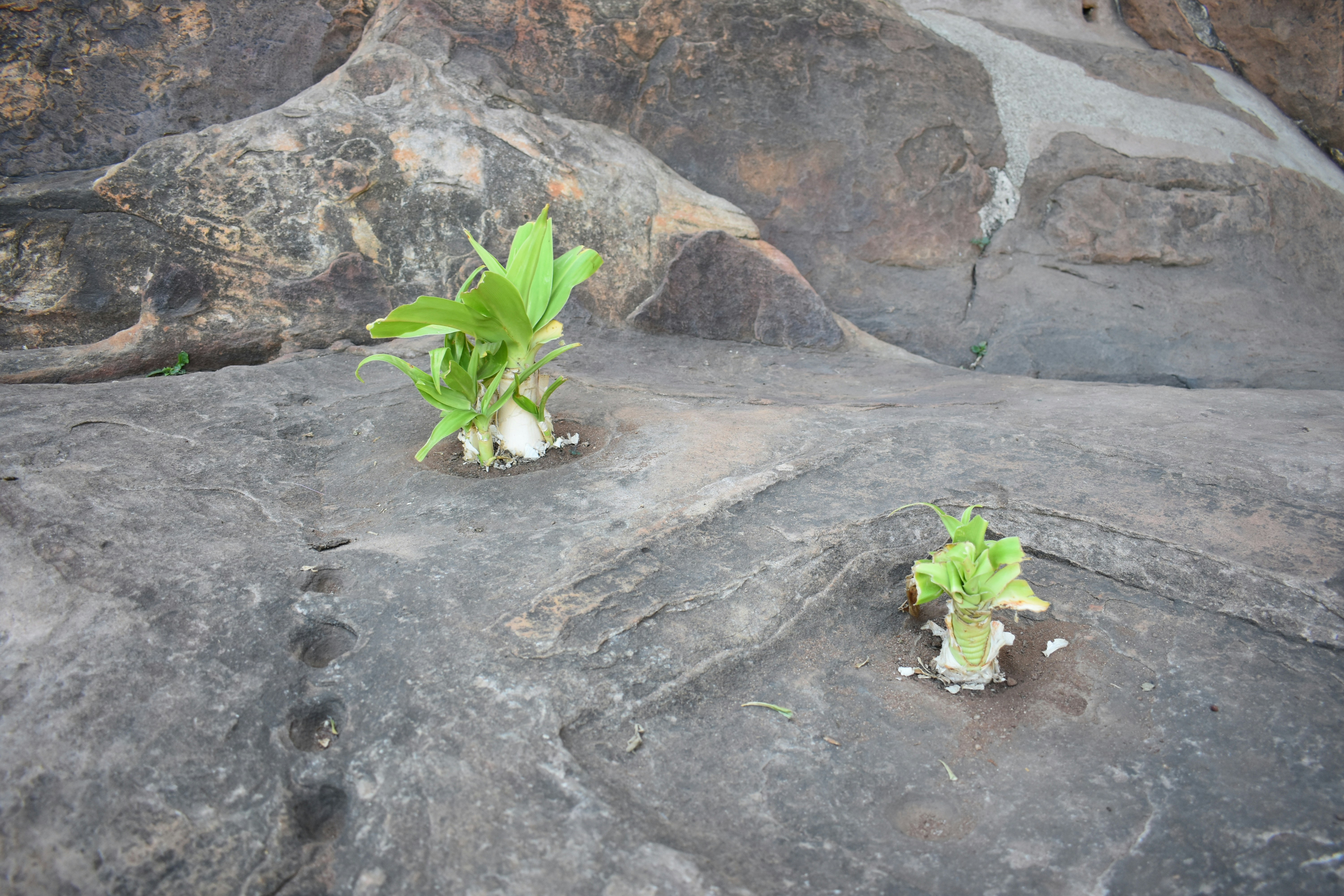 Tiny Greens Break Through: Two Sprouts in Weathered Rock