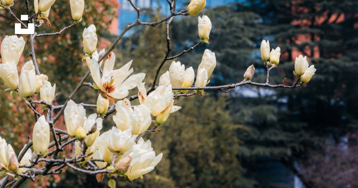 建物の前に白い花を咲かせる木の写真 Unsplashの無料花弁写真