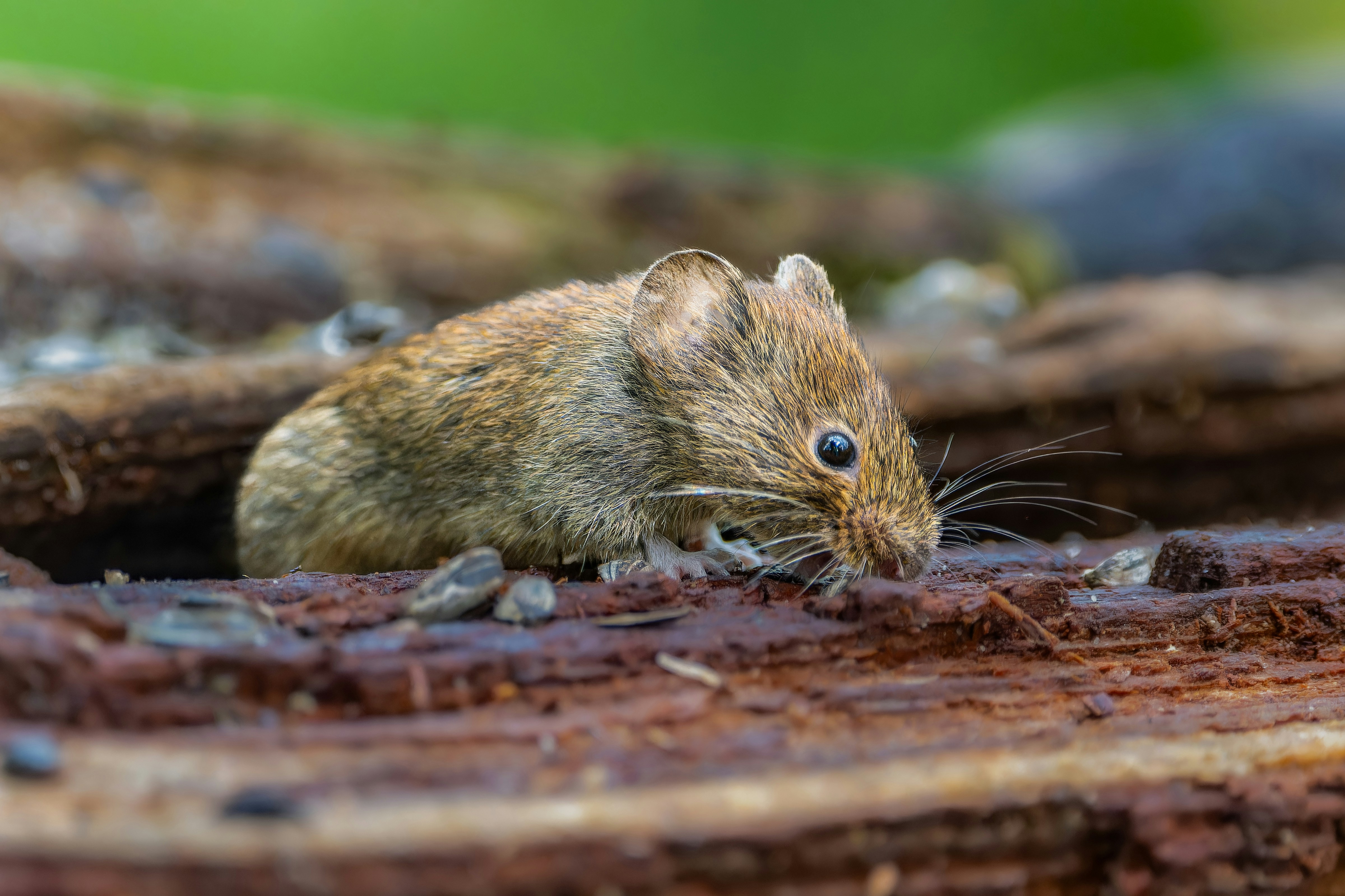 A macro photograph of a small mouse on a weathered log. Its whiskers twitch as it surveys the surroundings.
