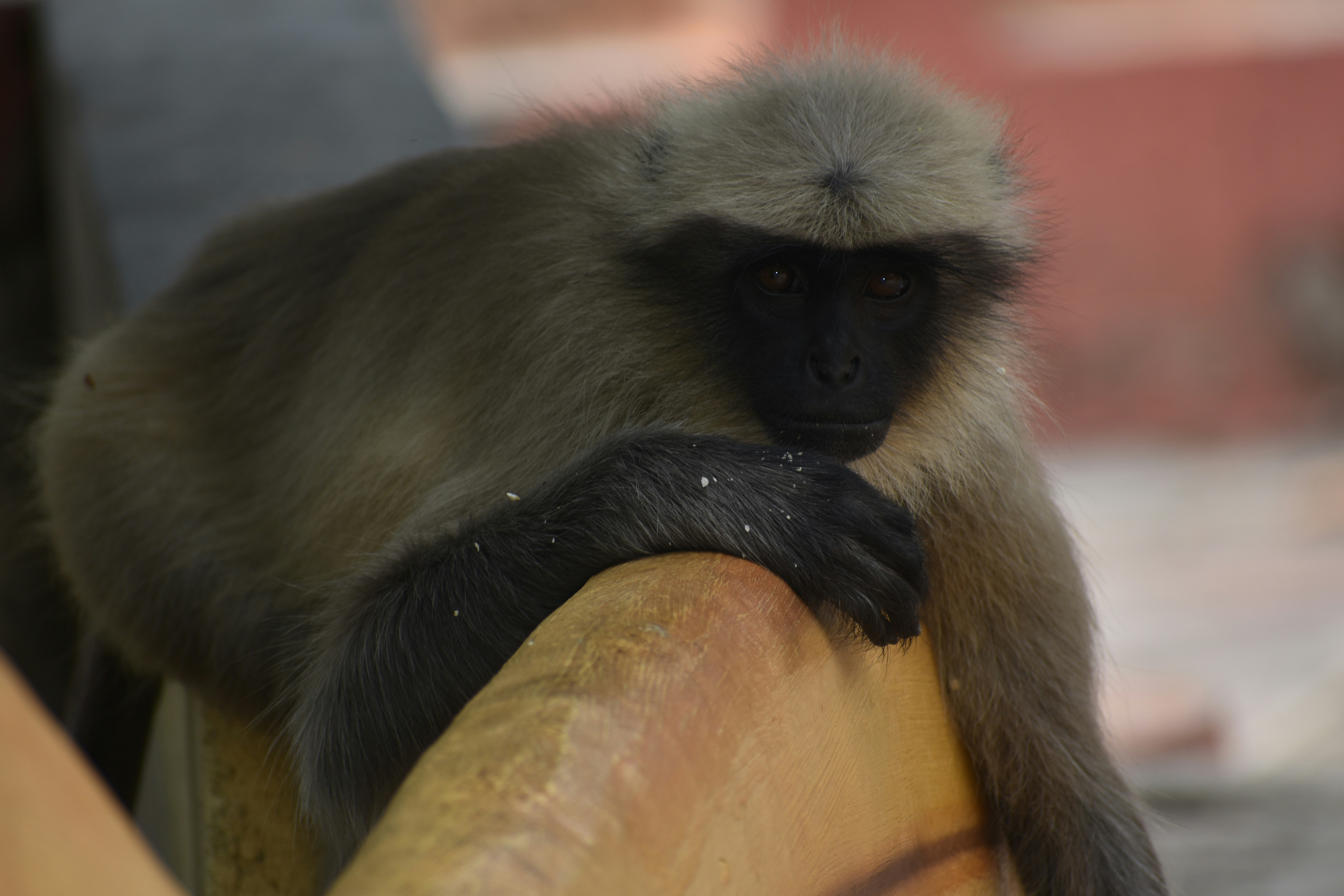 Quiet Watcher on the Rail: A Langur Pauses in Sunlit Stillness