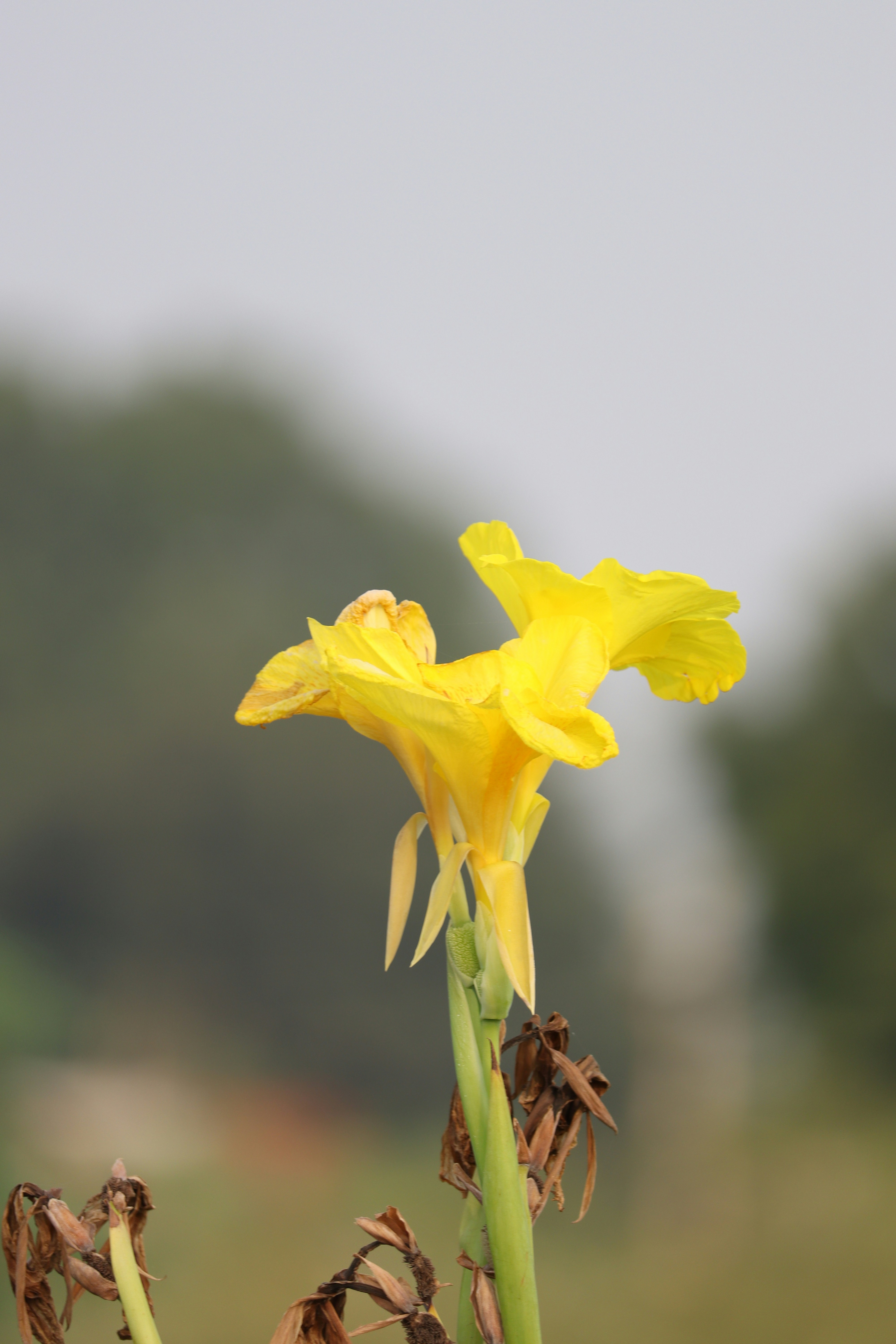 Haloed Yellow Gladiolus Against a Quiet Field