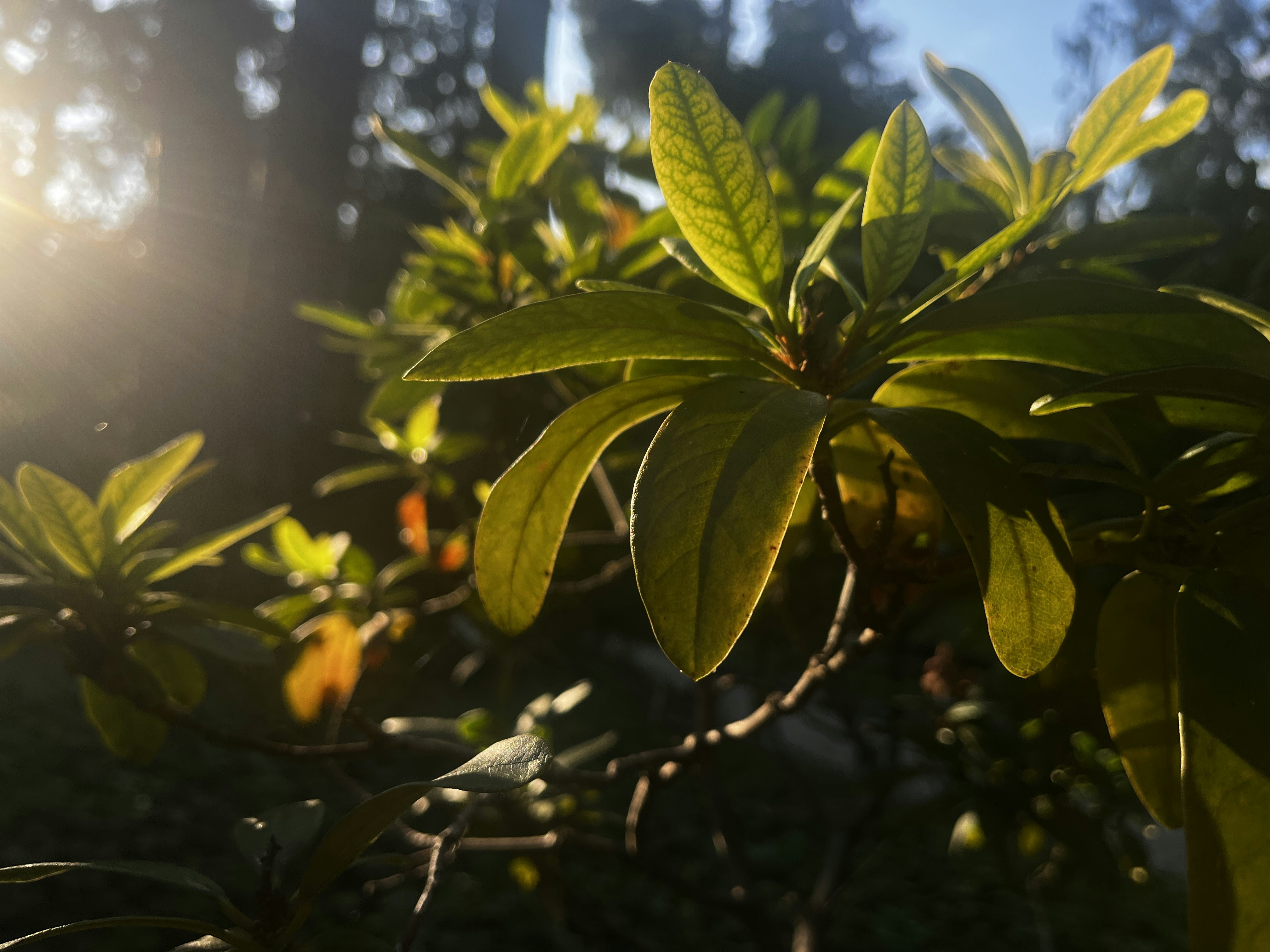 Backlit Foliage: Sun-Kissed Leaves in Quiet Morning Light