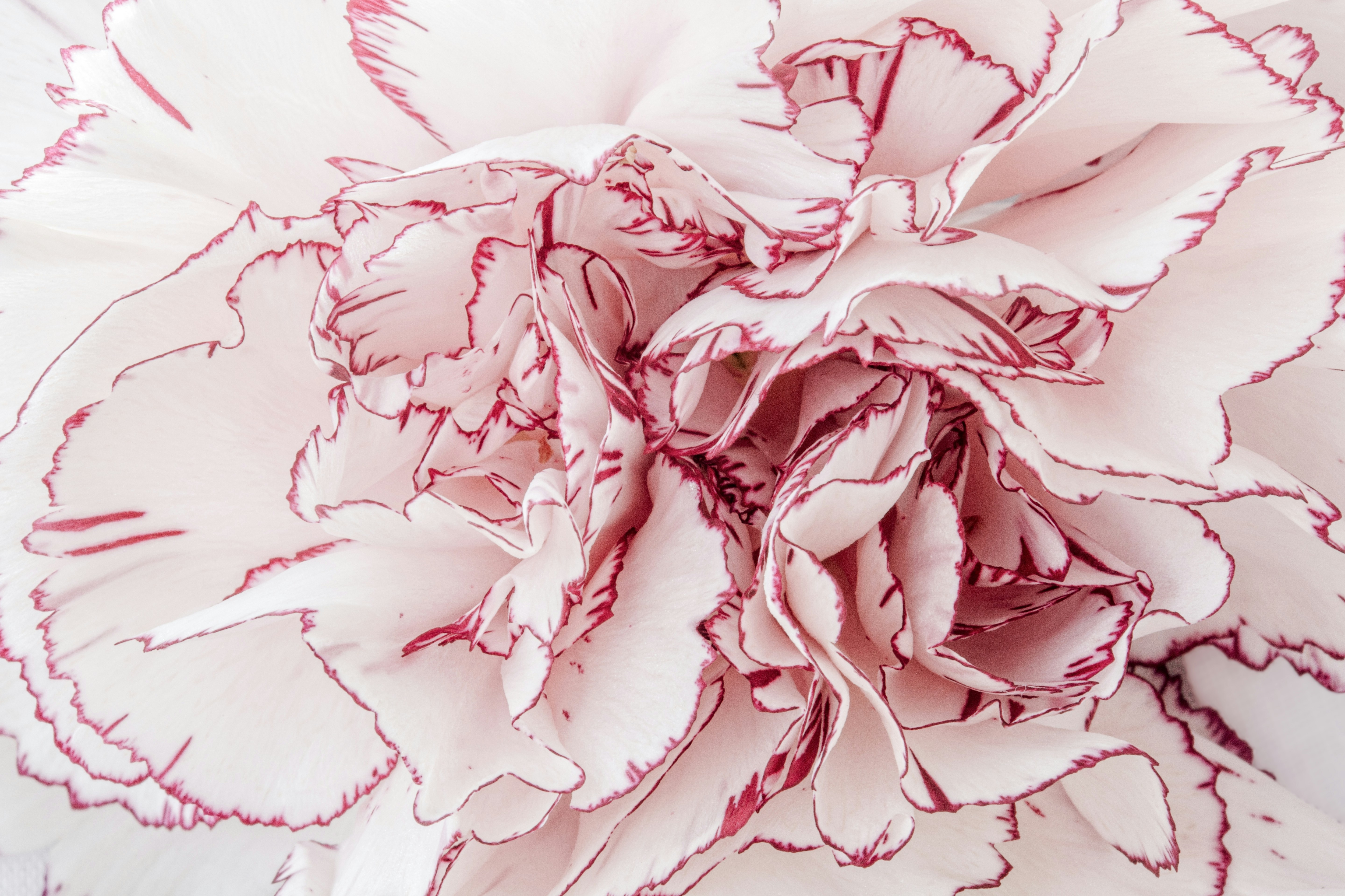 Frilled Pink Edges: Macro Portrait of a Carnation