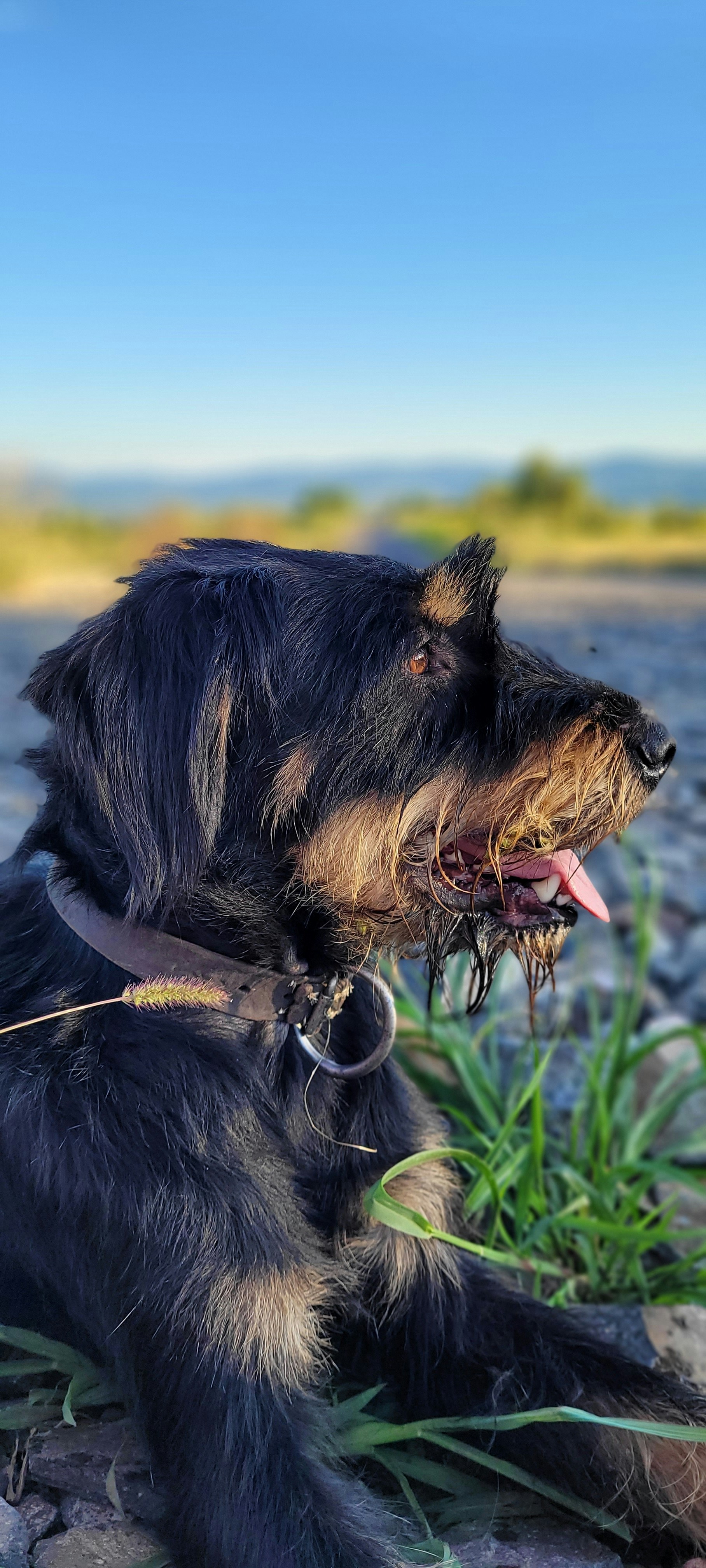 Shoreline Sentinel: A Wiry-Coated Dog Pauses in Sunlight