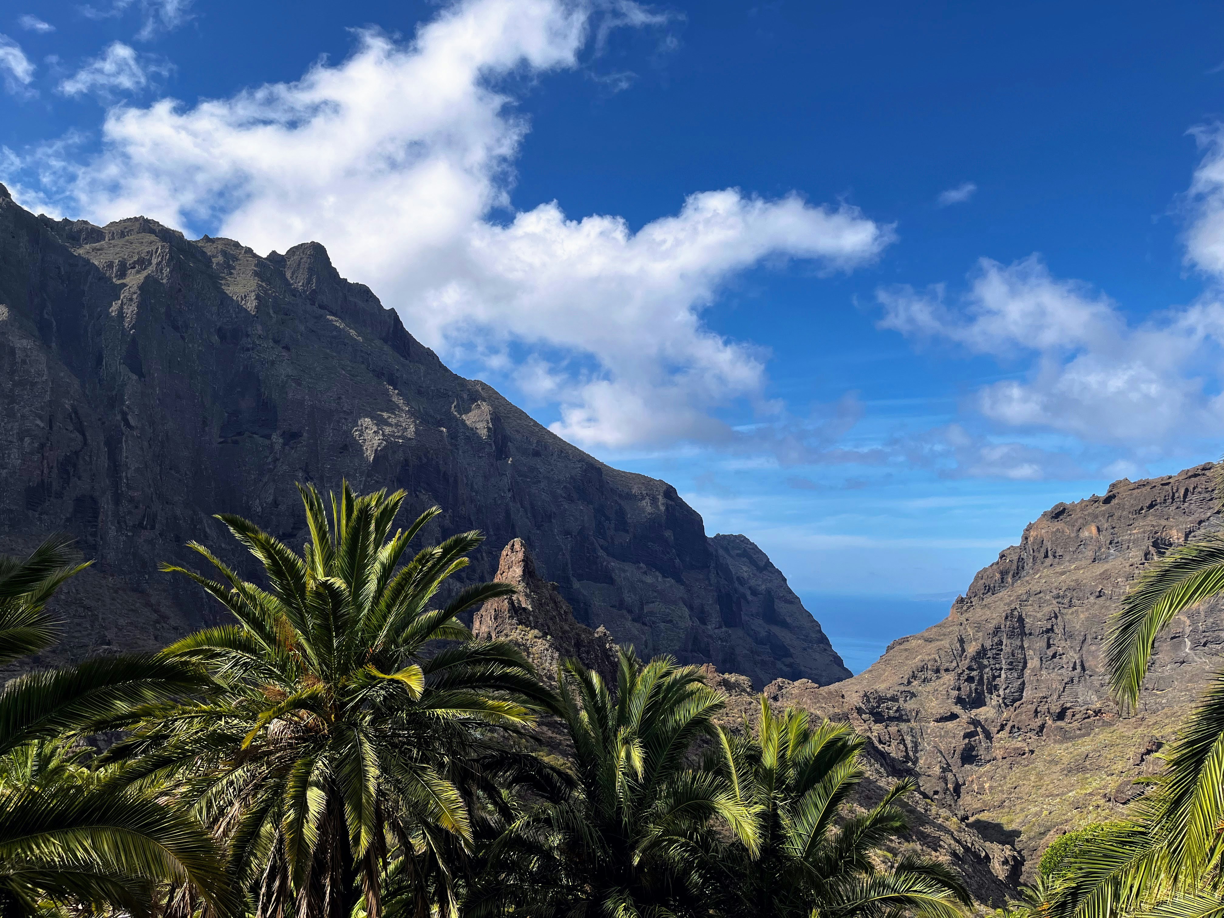 Coastal Gorge under Bright Sky with Palm Fronds