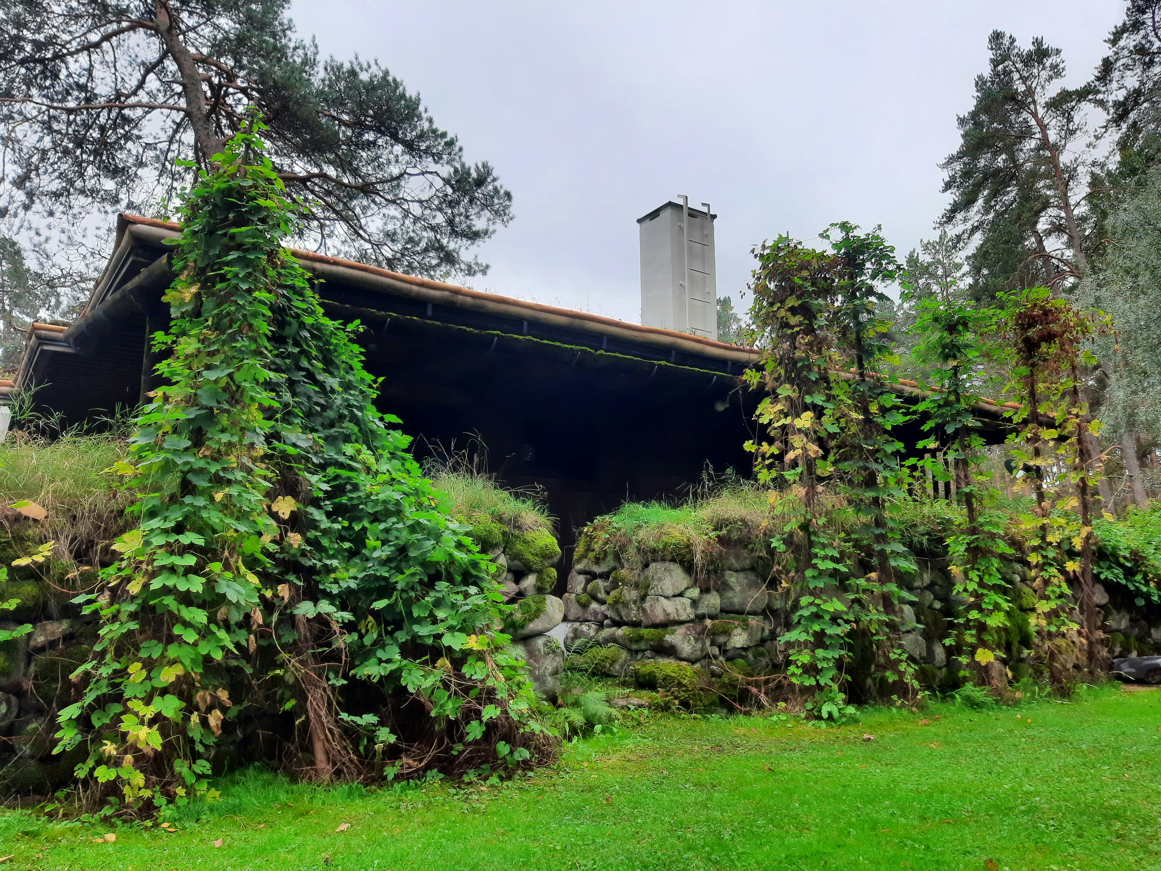 A building with vines growing on the side of it photo – Free ...