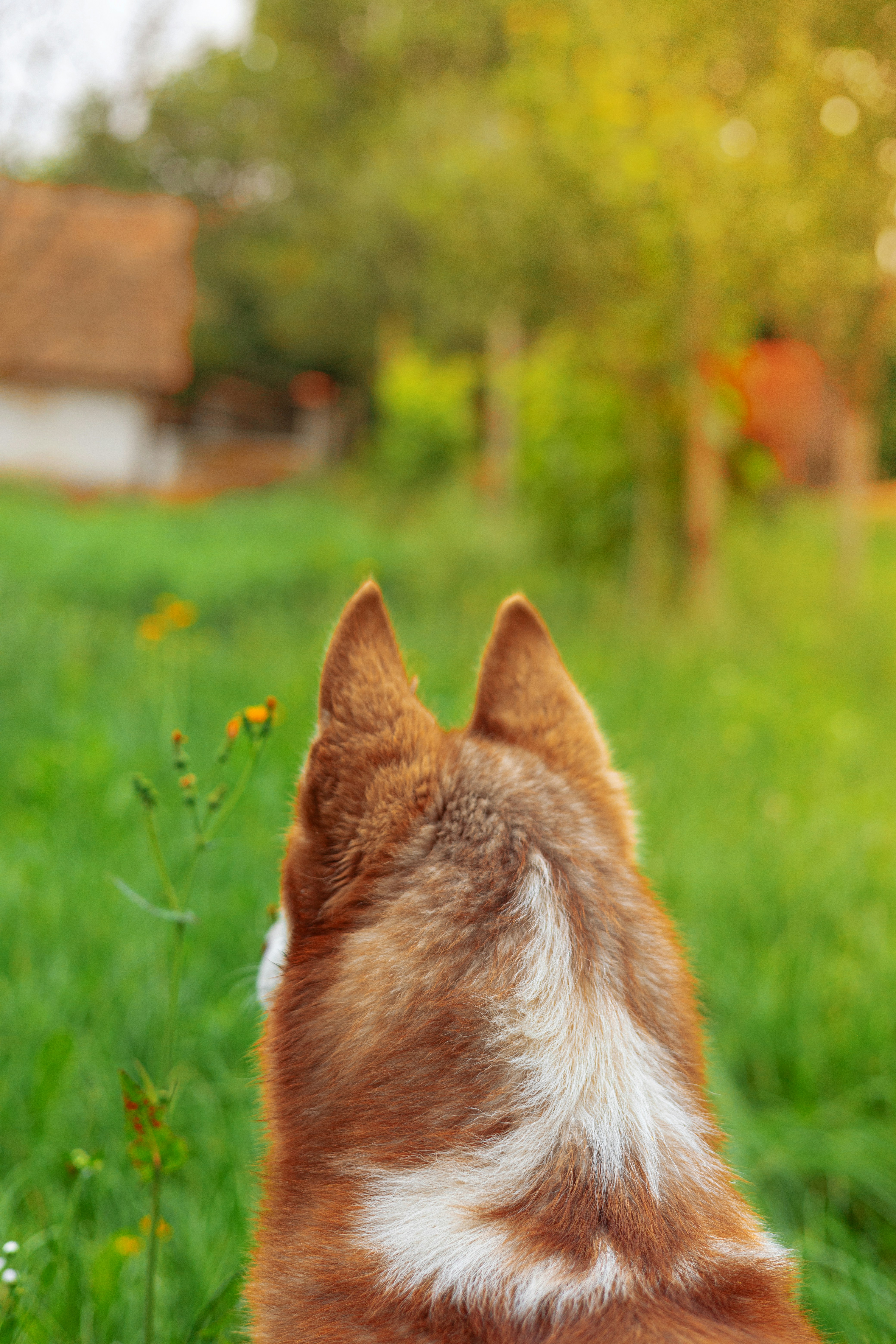 Back View in a Golden Meadow: A Corgi’s Quiet Watch