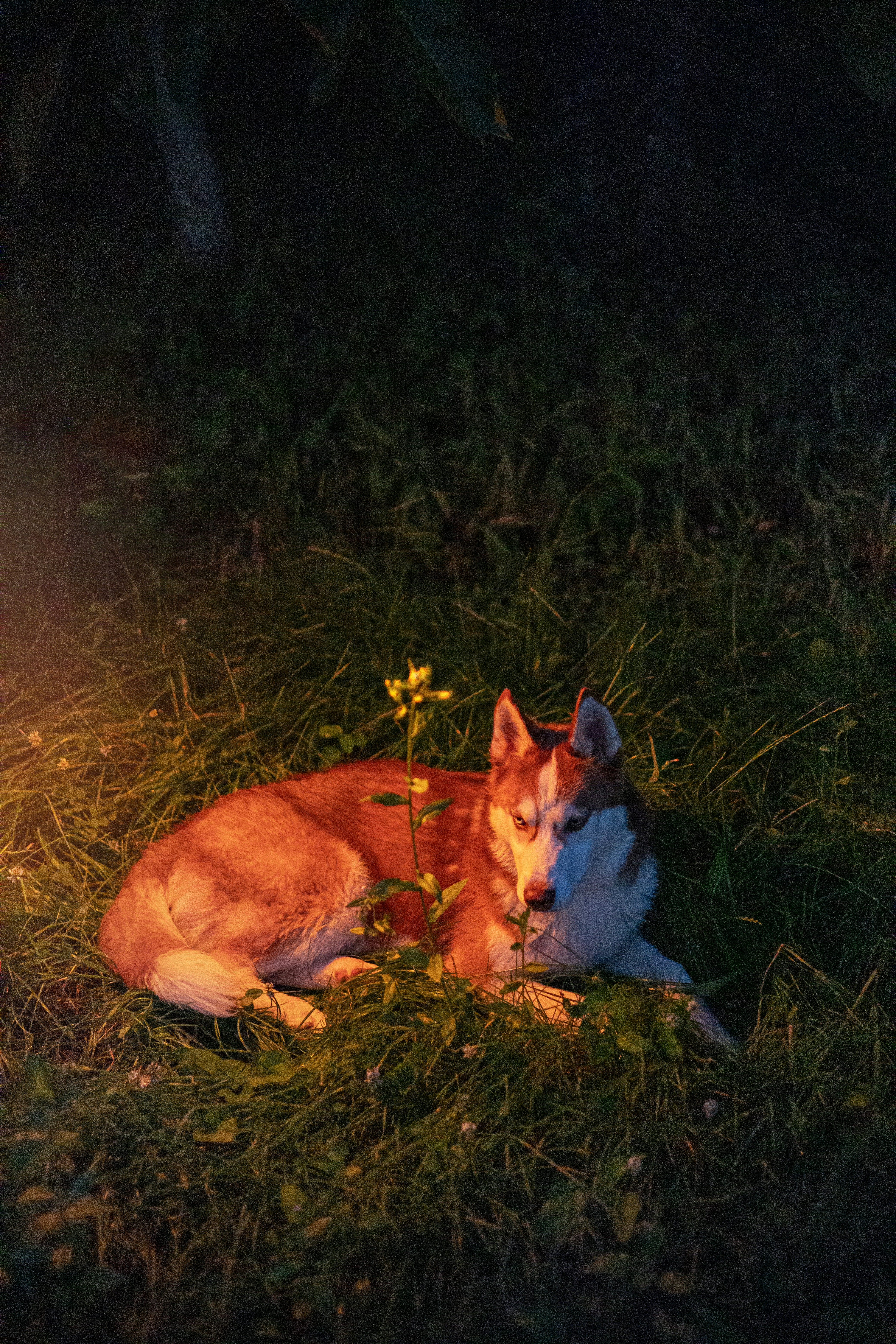 Amber Halo on a Husky: Night Meadow Rest