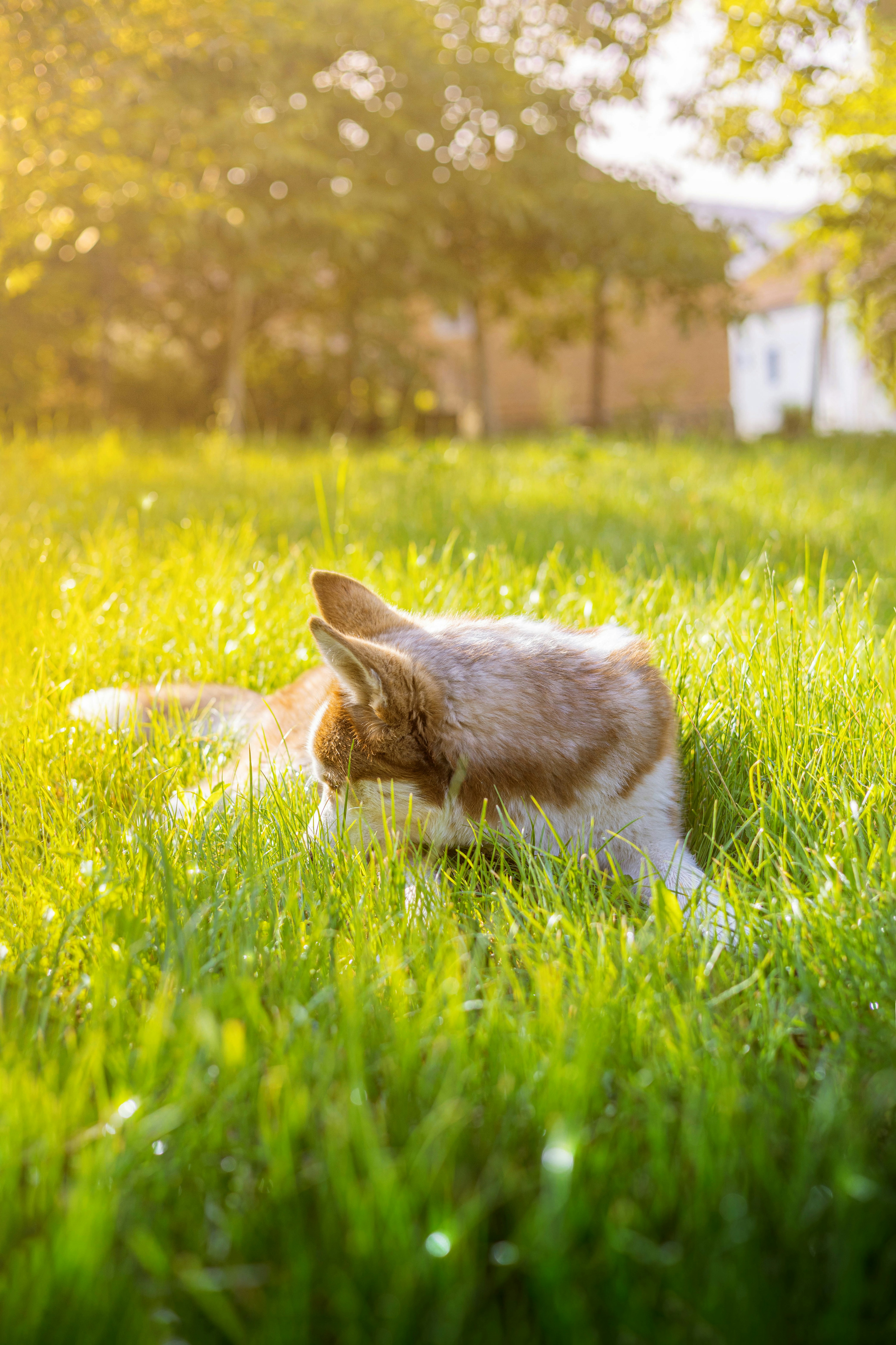 Gilded Grass Nap: a ginger cat resting in golden-hour meadow