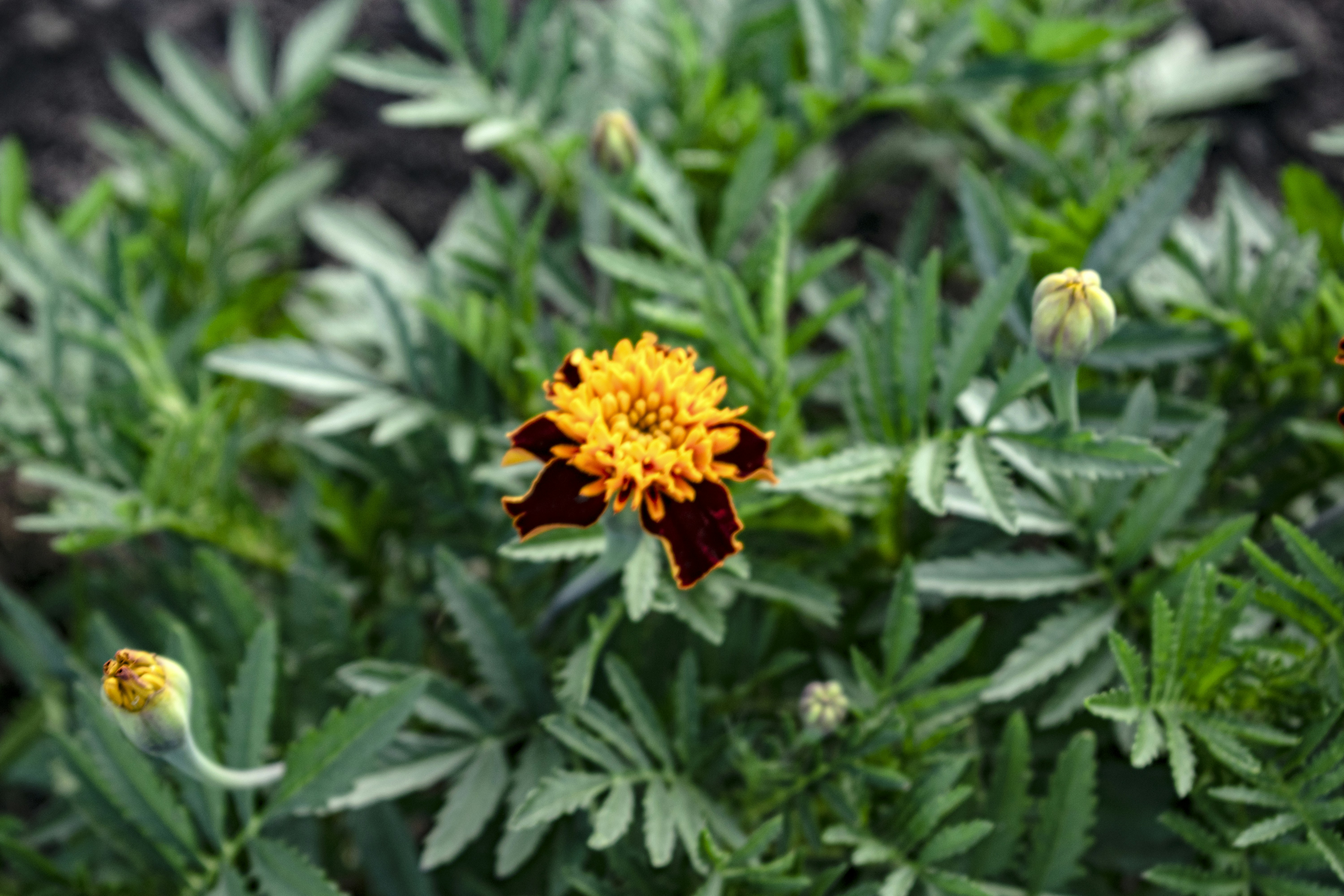 Marigold in a Border of Fern-like Foliage
