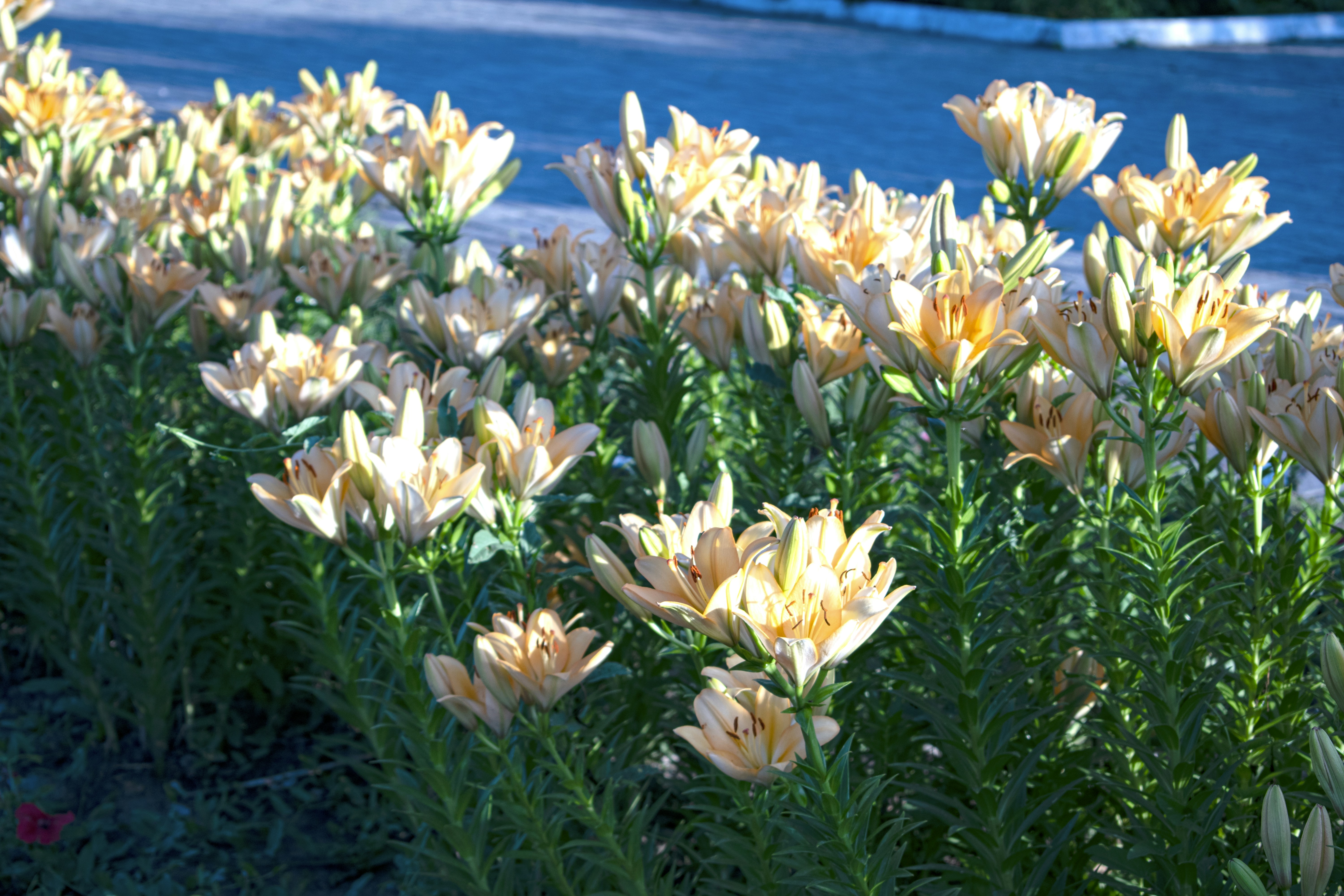 Sunlit Peach Lilies Along a Quiet Riverside