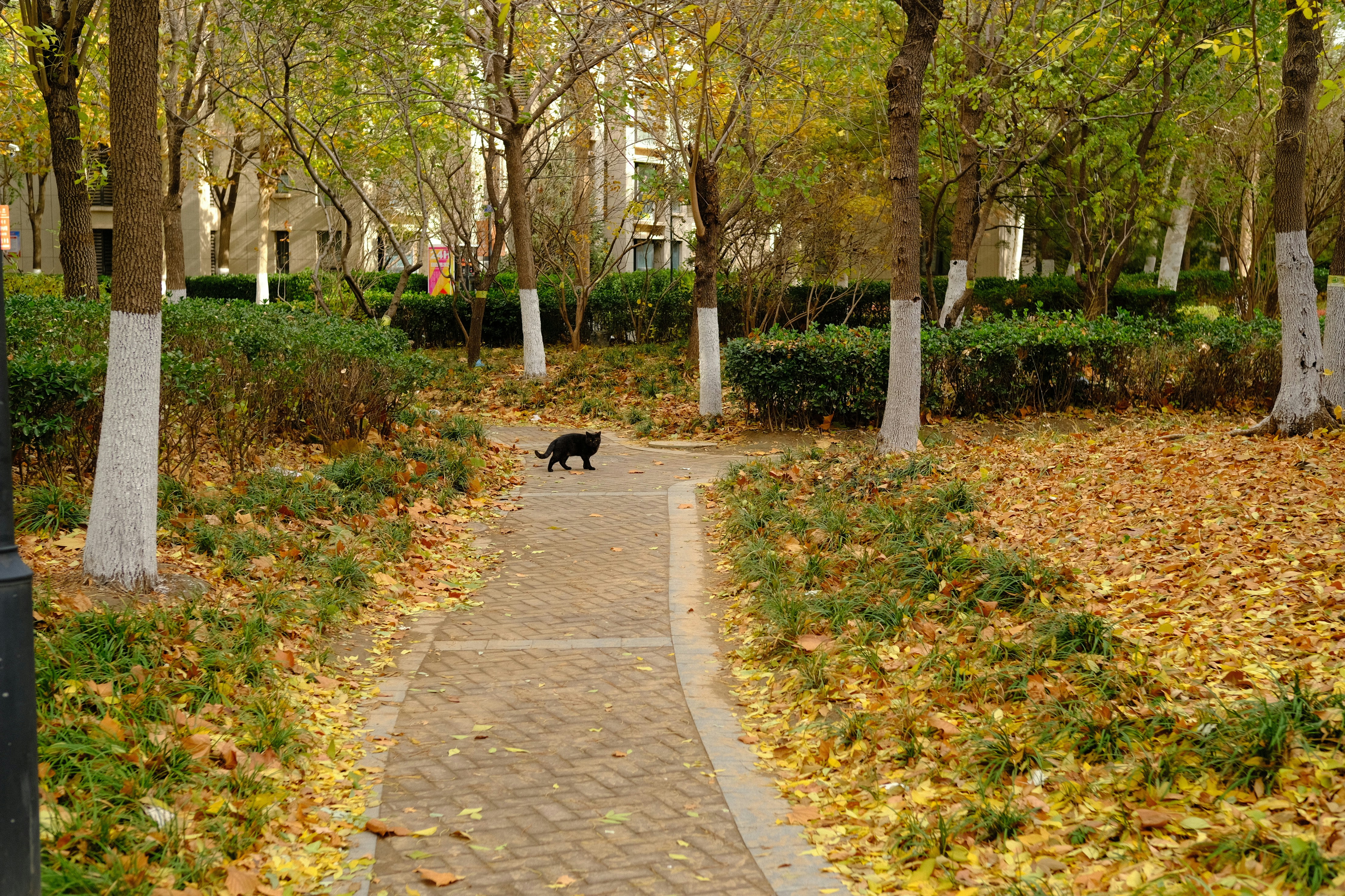 Autumn Corridor: A Black Cat Pause on the Leaf-Dusted Brick Path