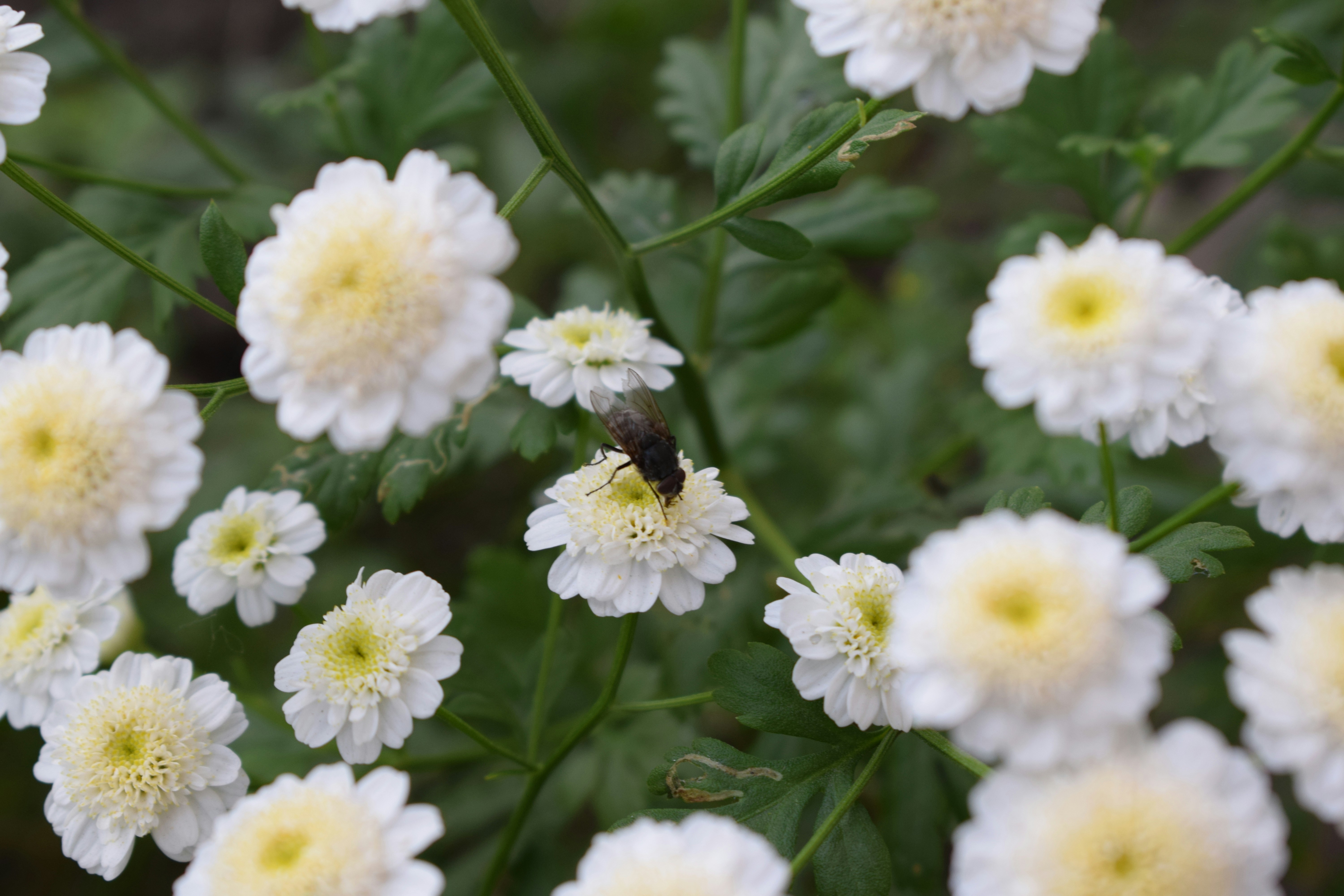 Honeybee on a Creamy Canvas: Delicate Chrysanthemums in Bloom