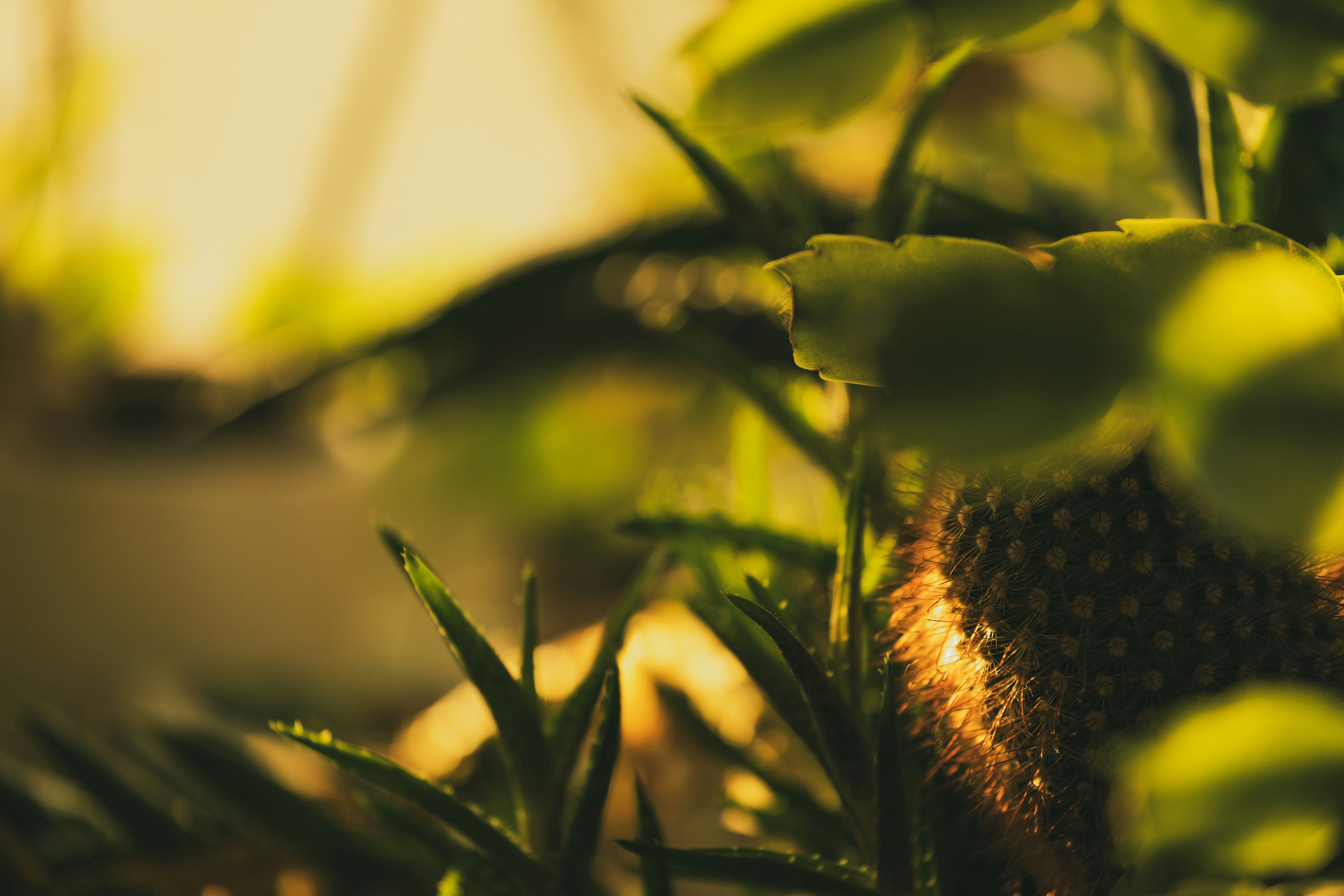 Sunlit Foliage Glow: A Close-Up of Hidden Texture