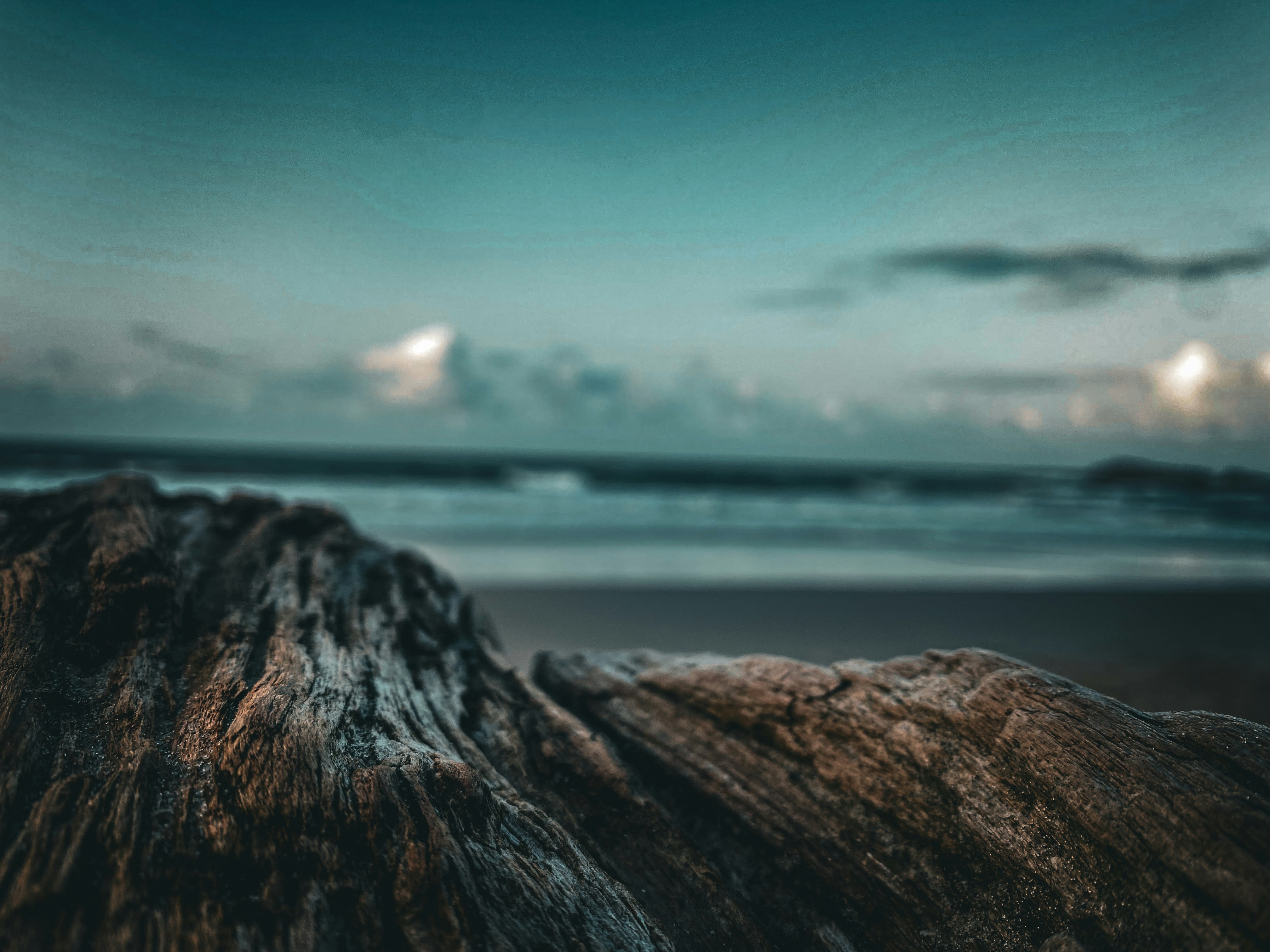 Weathered Drift: A Weather-Beaten Log Reaching Toward the Sea
