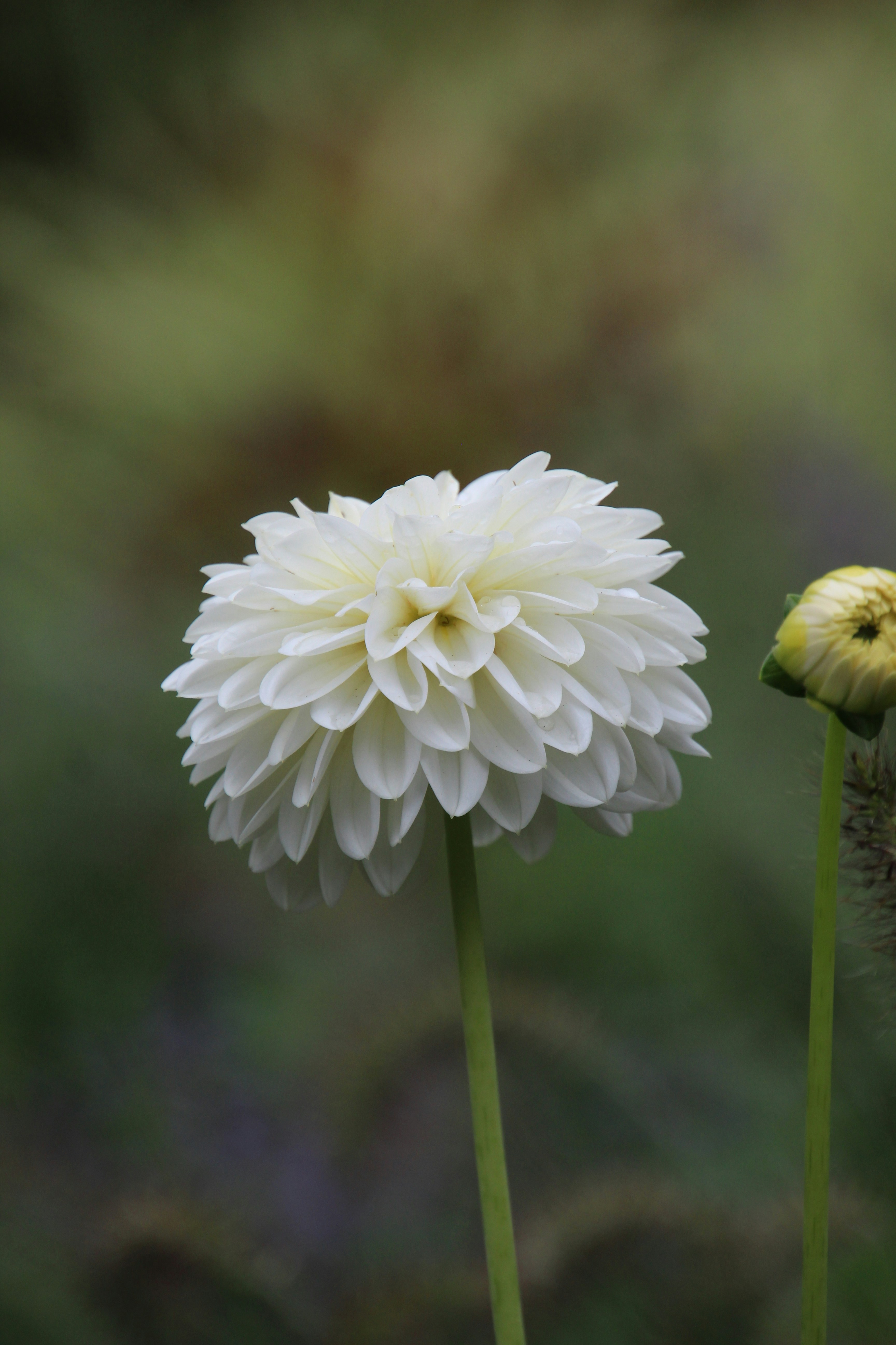 Ivory Dahlia in a Quiet Garden Glow