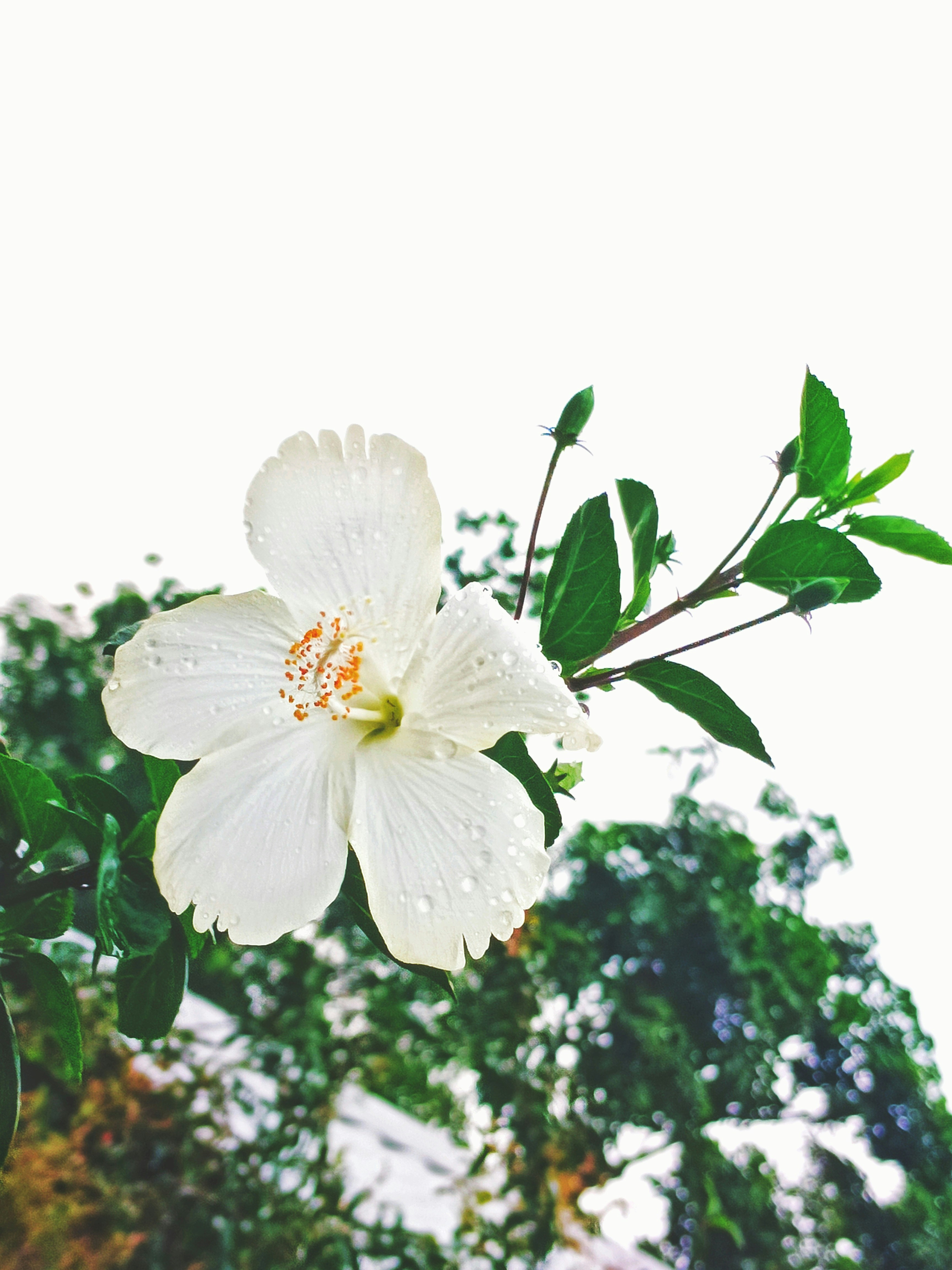 White hibiscus bloom set against a sunlit-green backdrop