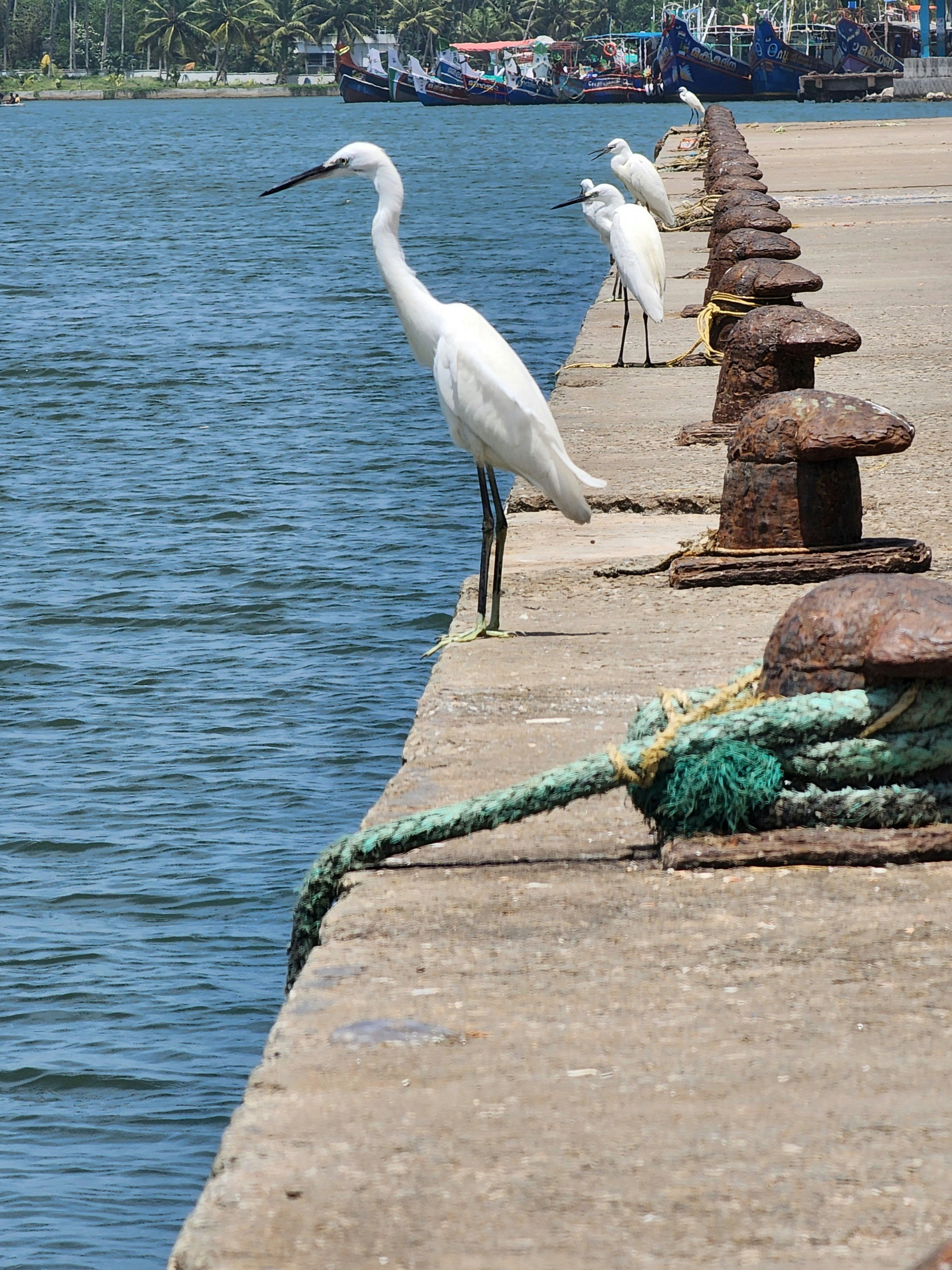 Three white birds standing on a dock next to a body of water photo ...