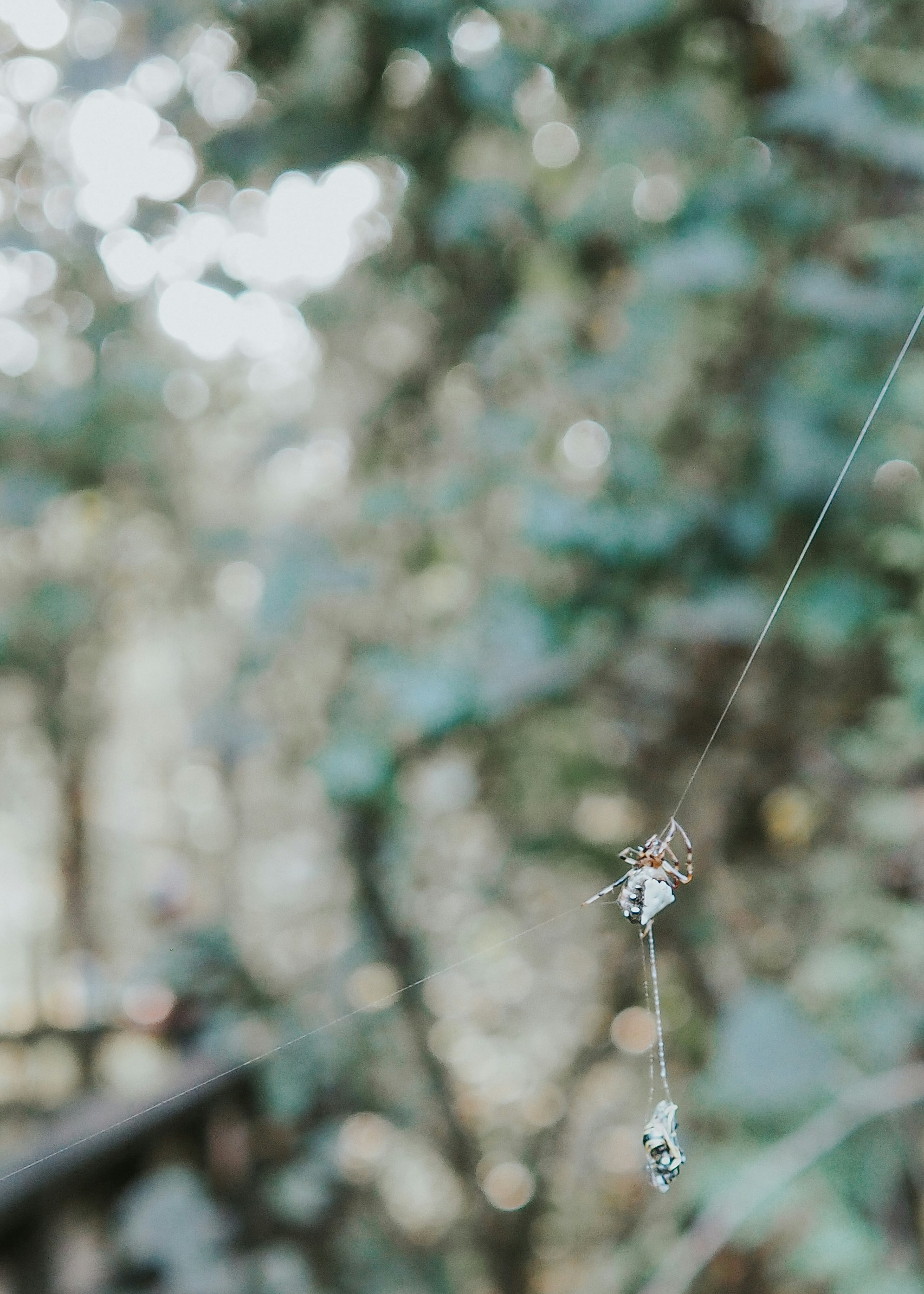 A close up of a spider on a string photo – Free Nashville Image on Unsplash