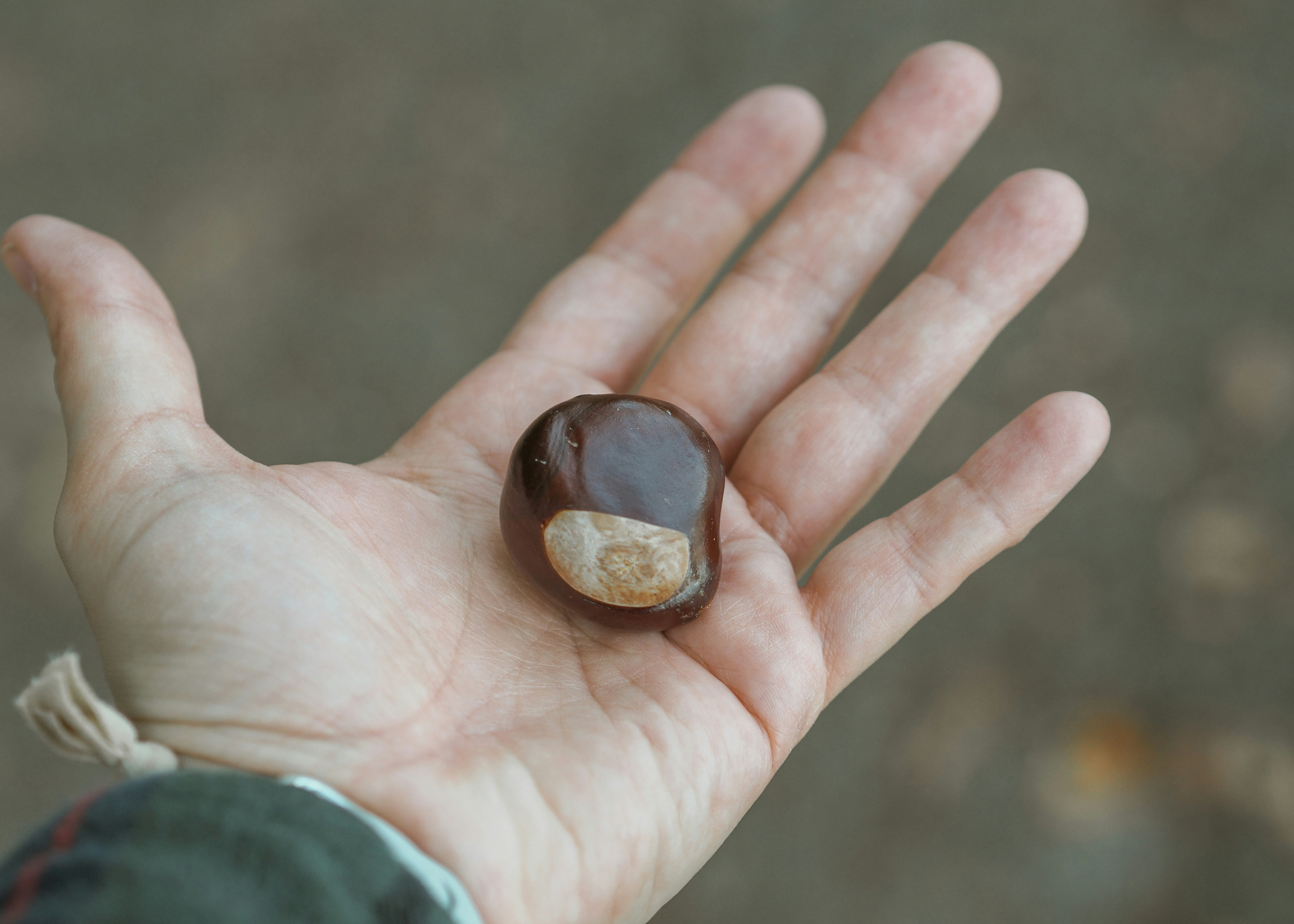 Glossy Chestnut in a Palm-Frame: A Quiet Autumn Moment