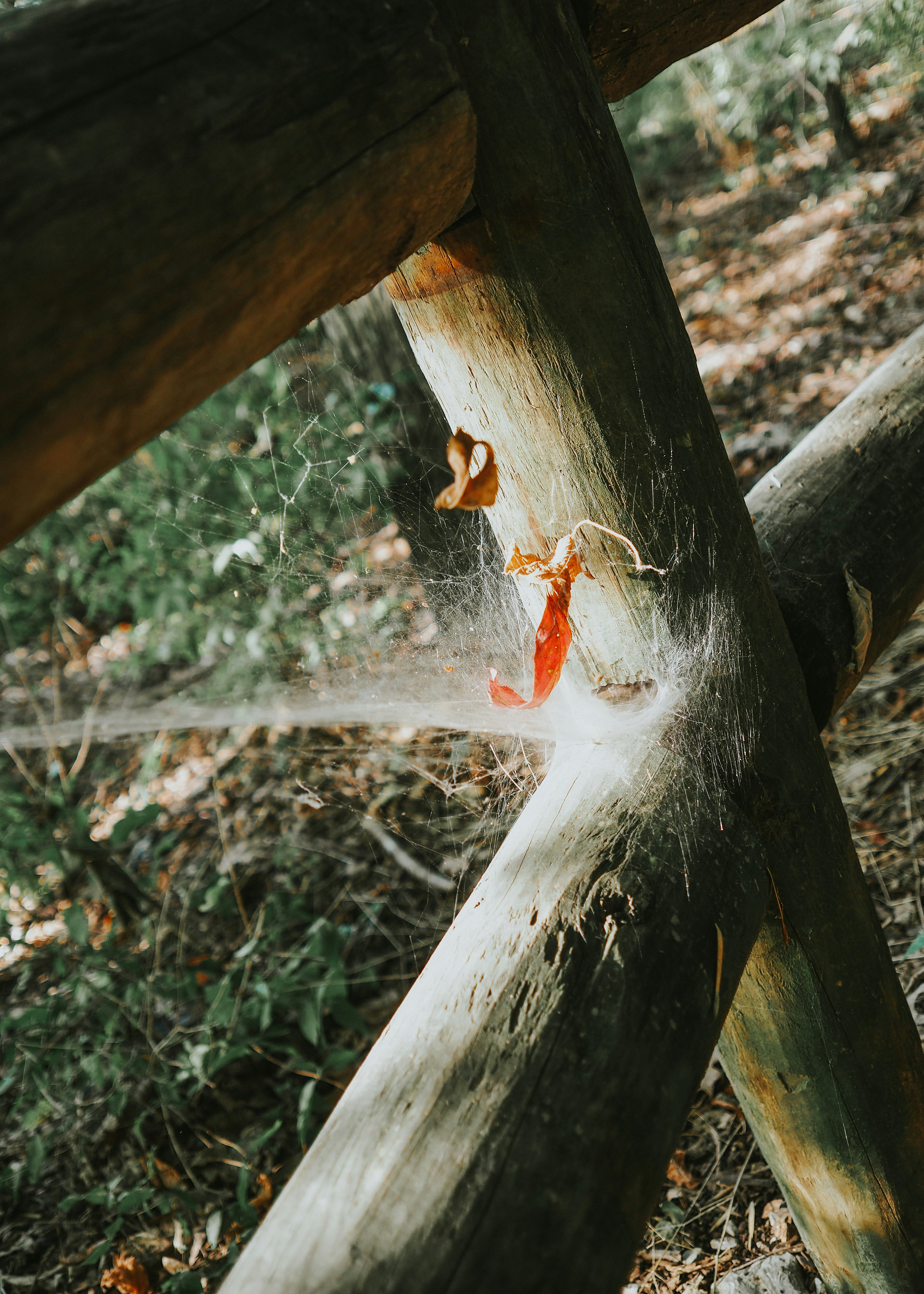 A spider crawling on a wooden post in the woods photo – Free Nashville ...